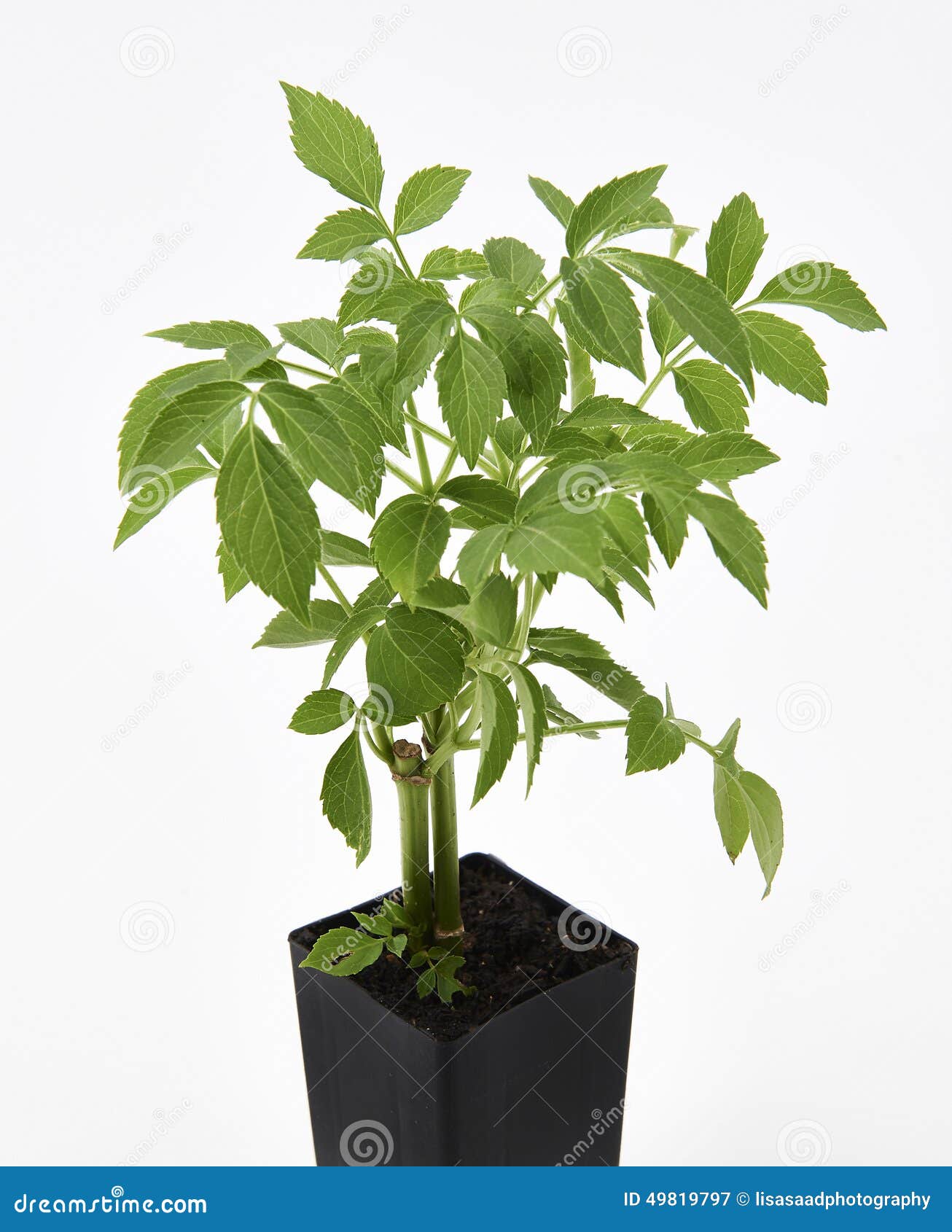 Elder Plant stock image. Image of leaves, plant, gardening - 49819797