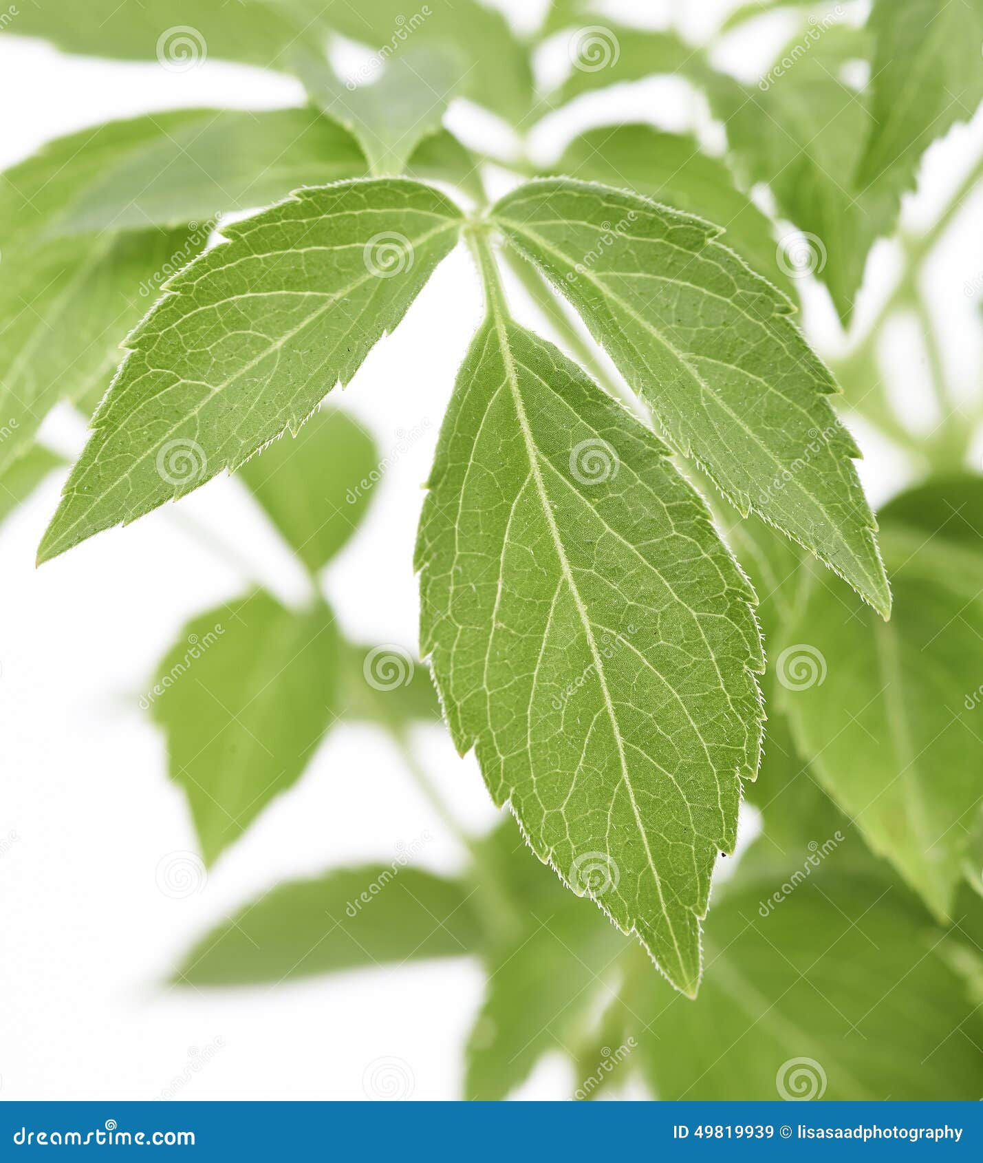 Elder Plant Leaves stock image. Image of leaves, fresh - 49819939
