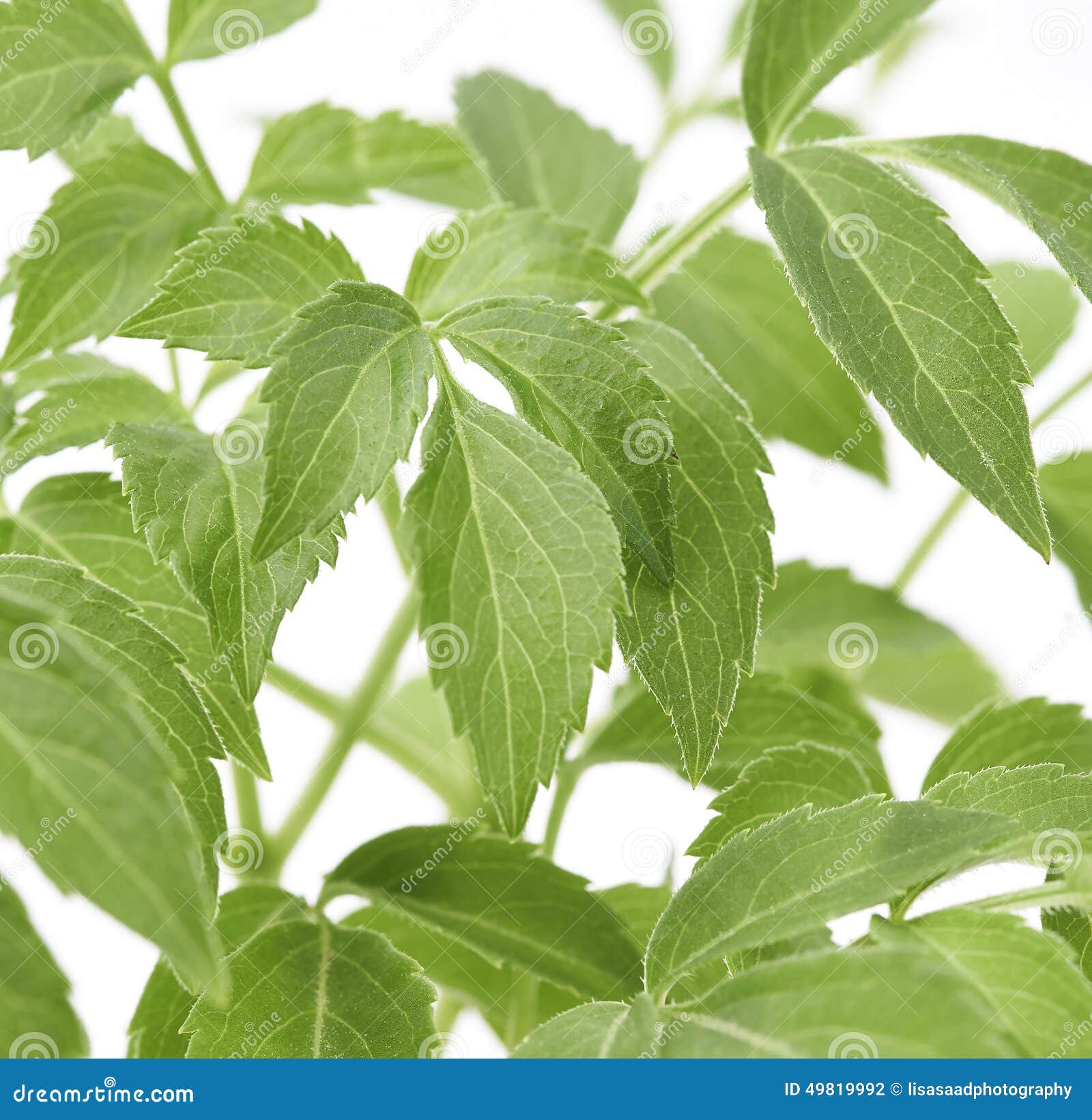 Elder Plant Leaves stock photo. Image of botanical, flavouring - 49819992