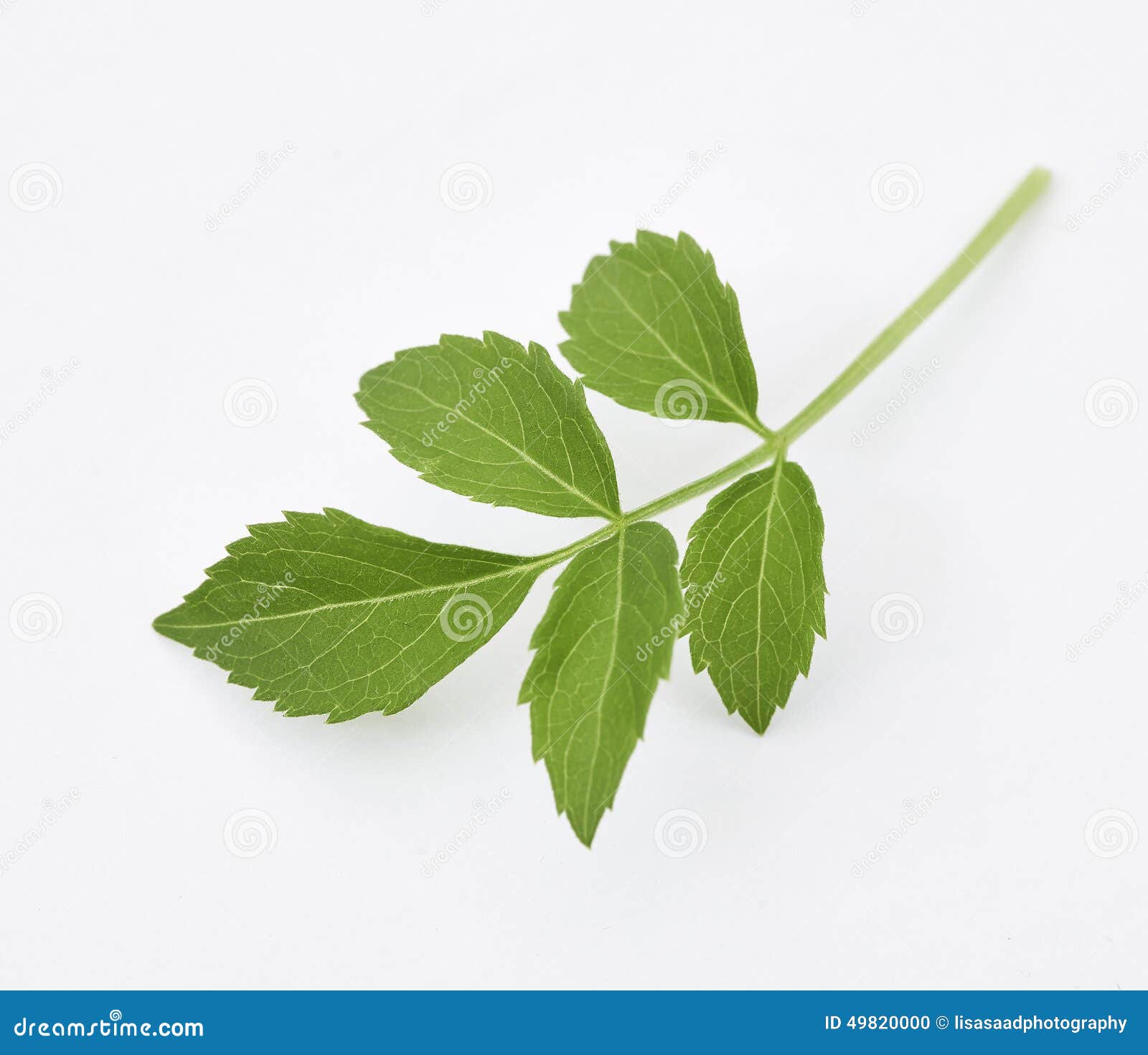 Elder Plant Leaves stock photo. Image of gardening, kitchen - 49820000