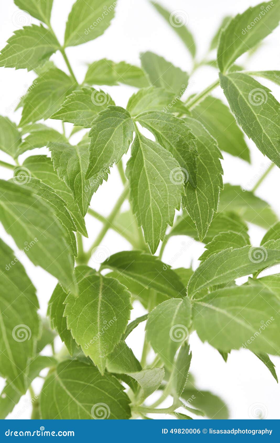 Elder Plant Leaves stock photo. Image of herbaceous, sambucus - 49820006