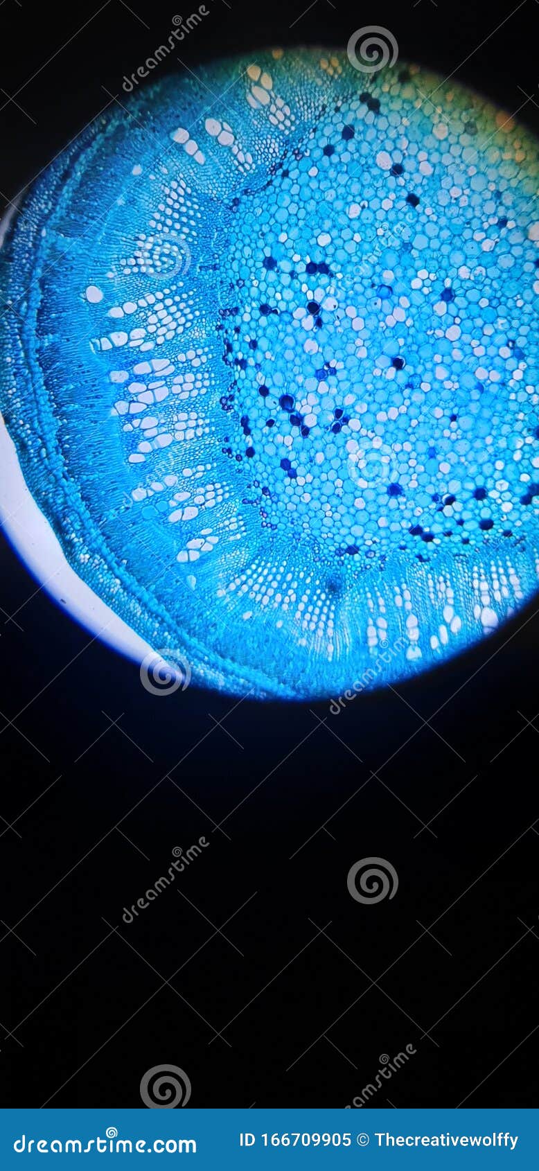 Elder Stem Under Microscope Stock Image - Image of microscope, stem ...