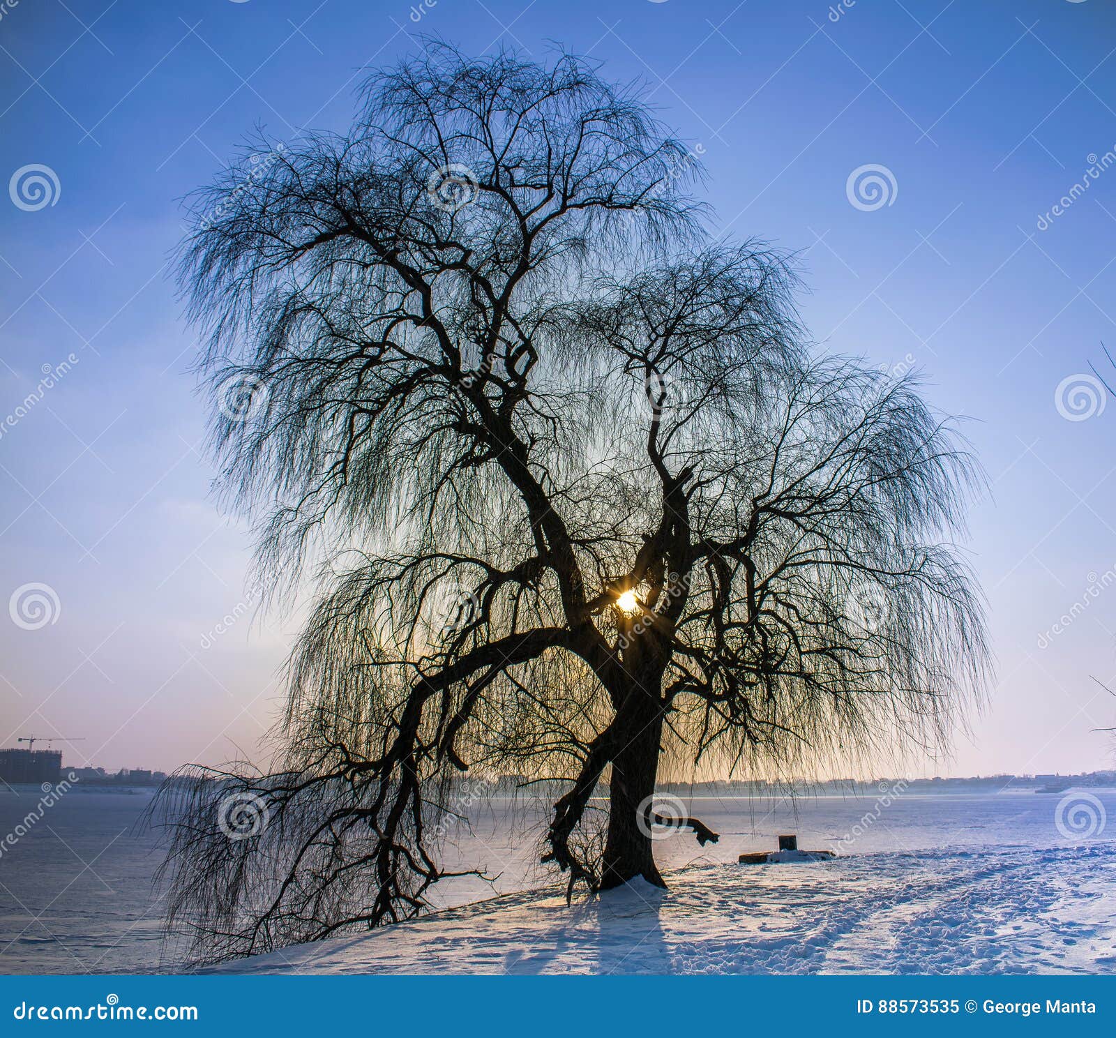 The Elder Tree stock image. Image of winter, nature, tree - 88573535