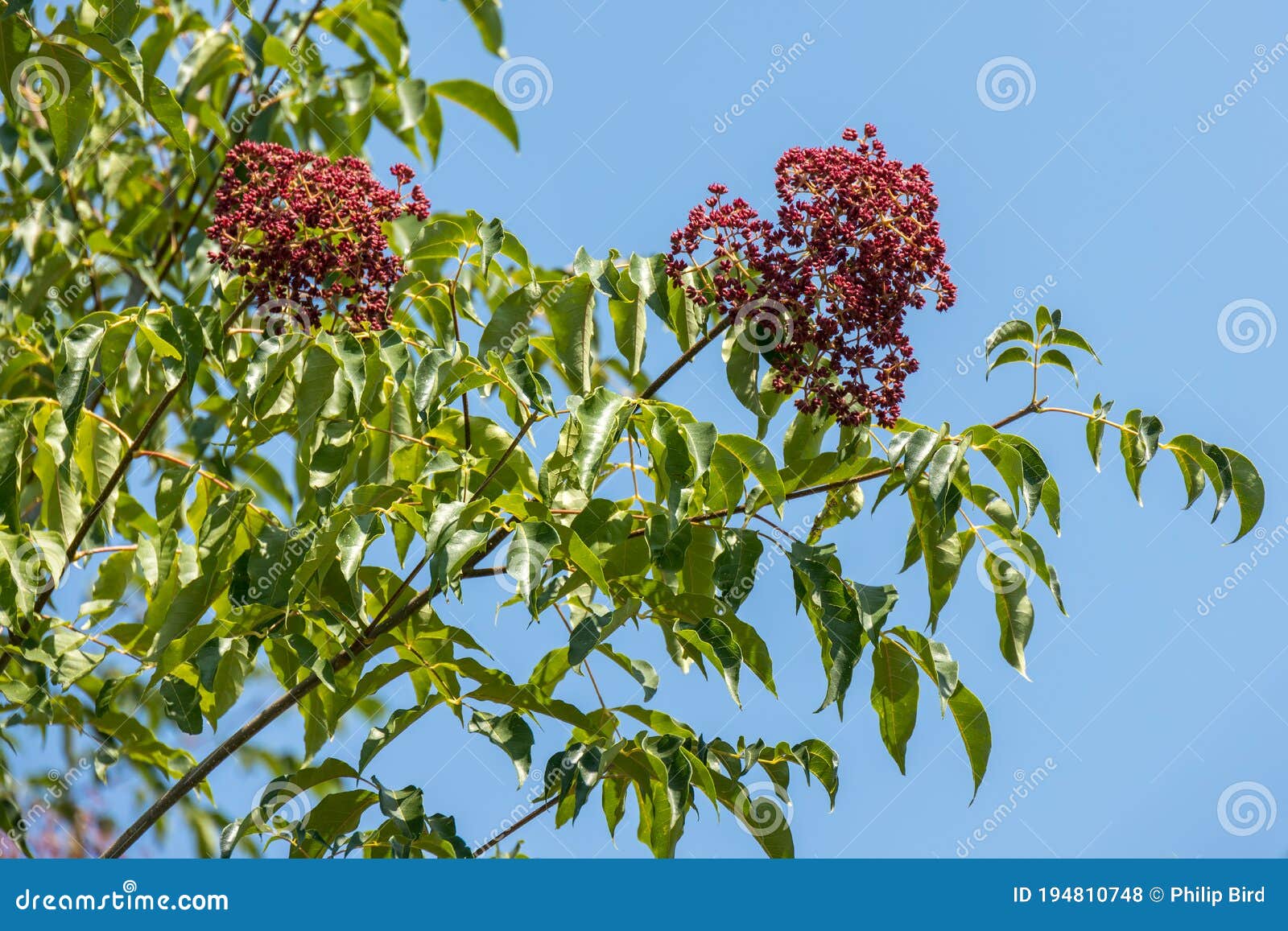 Elder Tree Flower Royalty-Free Stock Photography | CartoonDealer.com ...