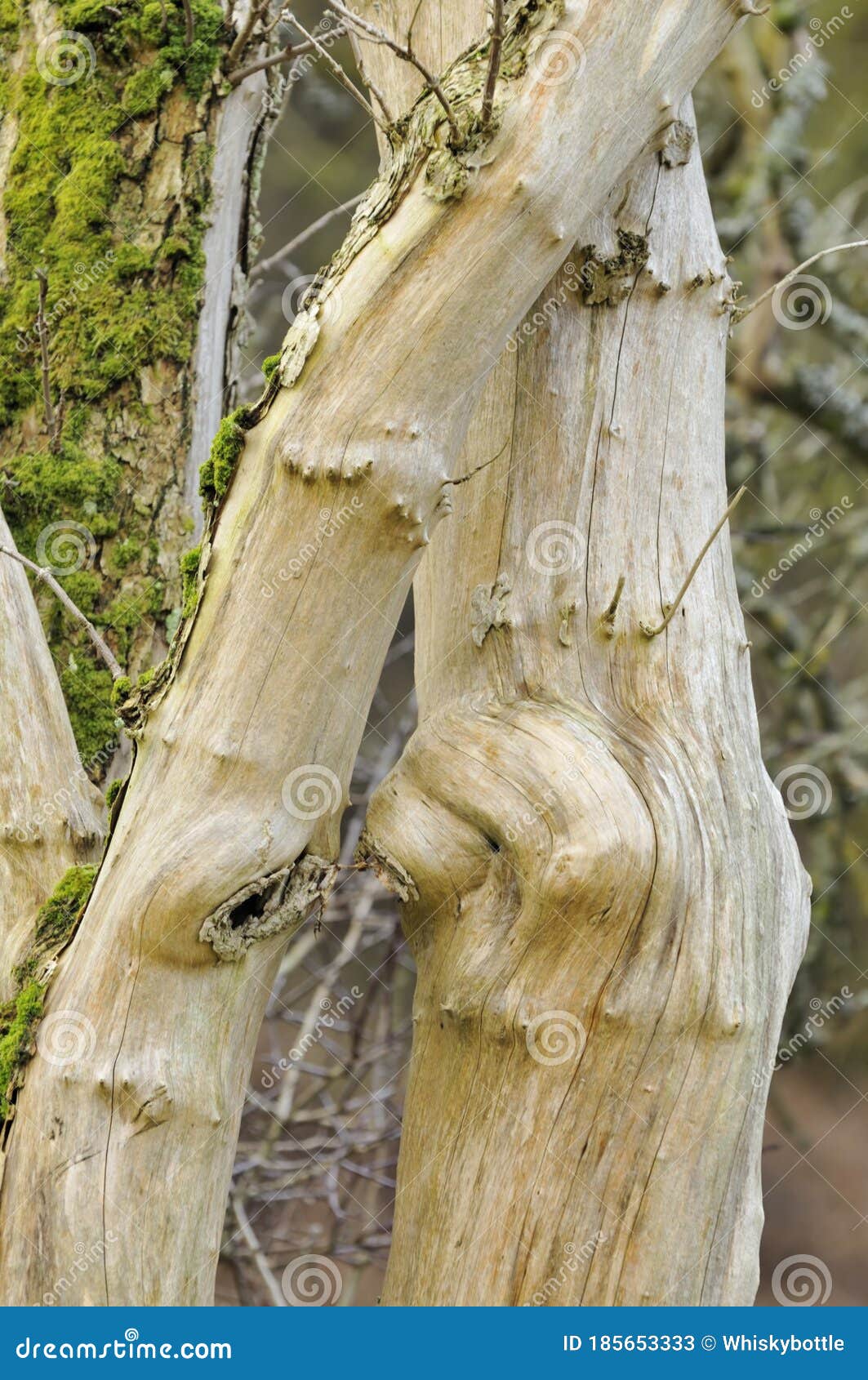 Elder Tree Trunk stock image. Image of elder, dead, wild - 185653333