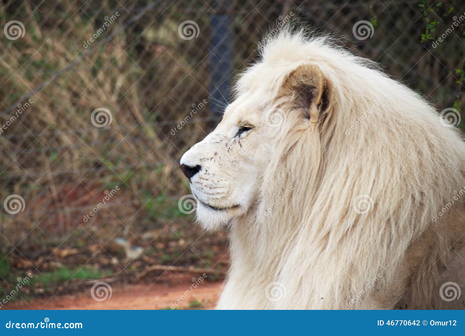 Elder white lion stock photo. Image of sitting, lion - 46770642