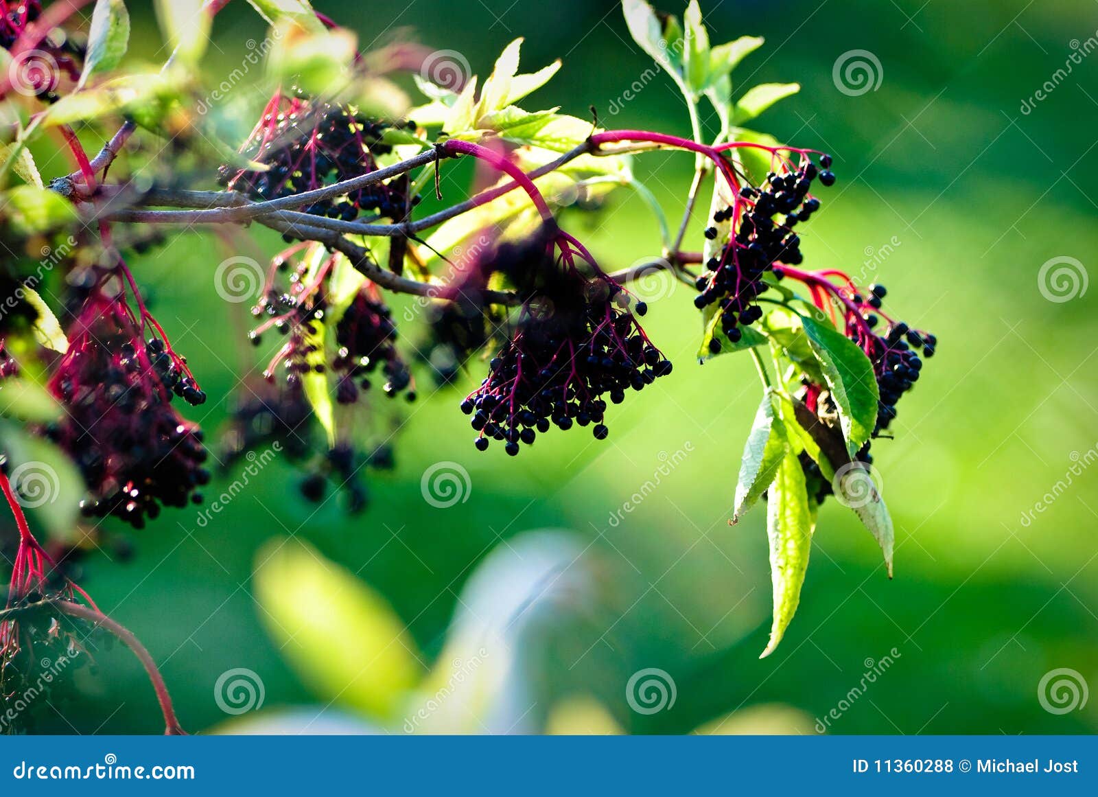 Elderberries stock photo. Image of closeup, crop, color - 11360288