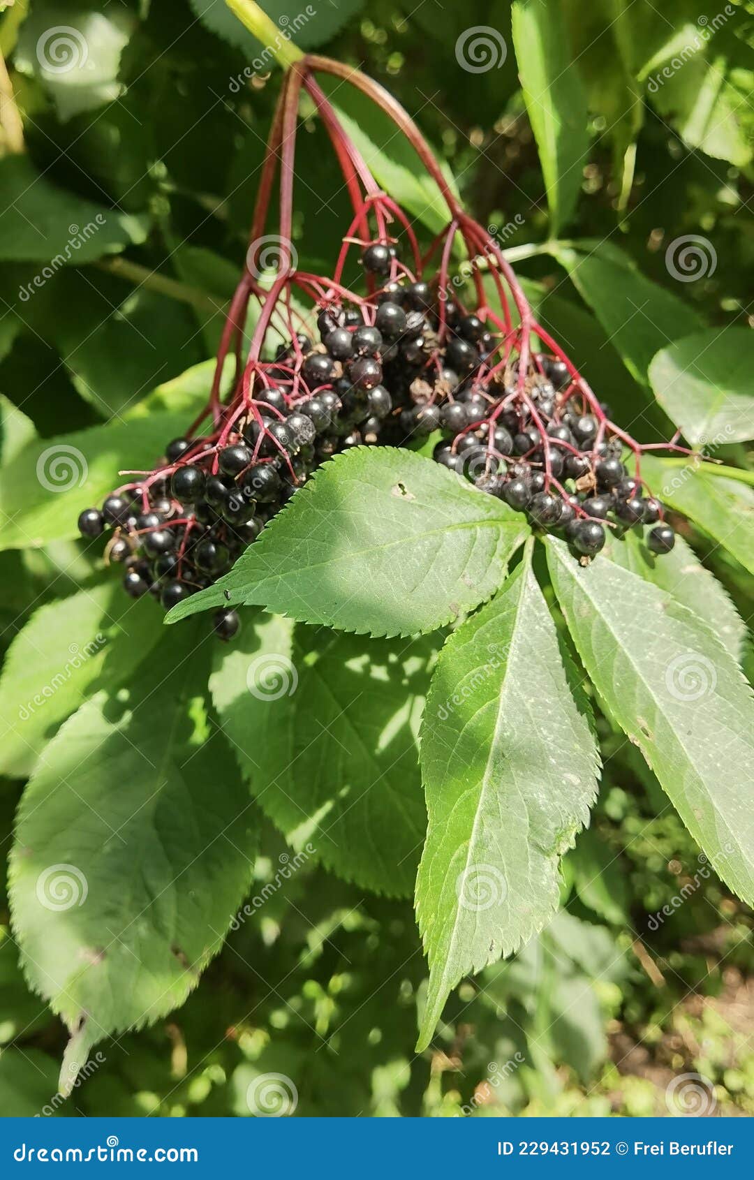 Elderberries Behind an Elder Tree Leaf Stock Photo - Image of yummy ...