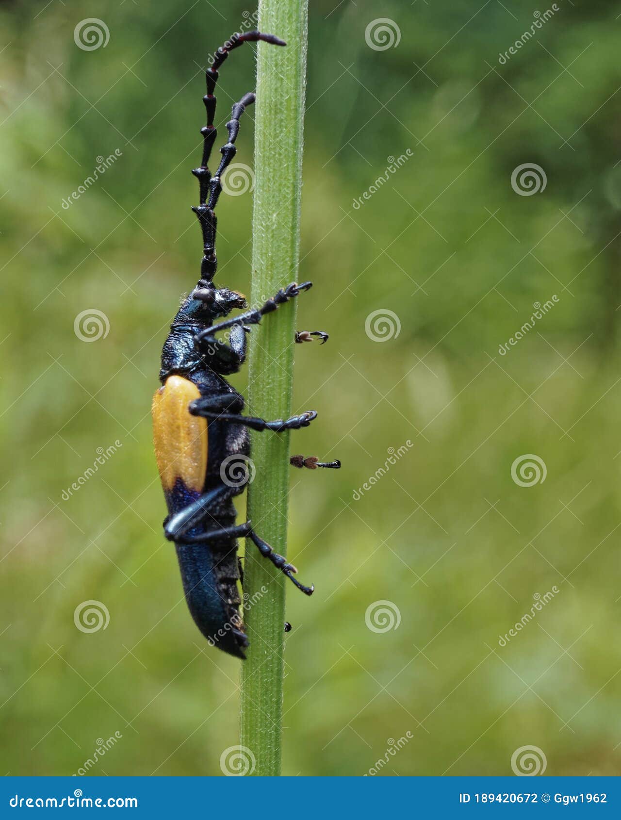Elderberry borer beetle stock photo. Image of arthropod - 189420672