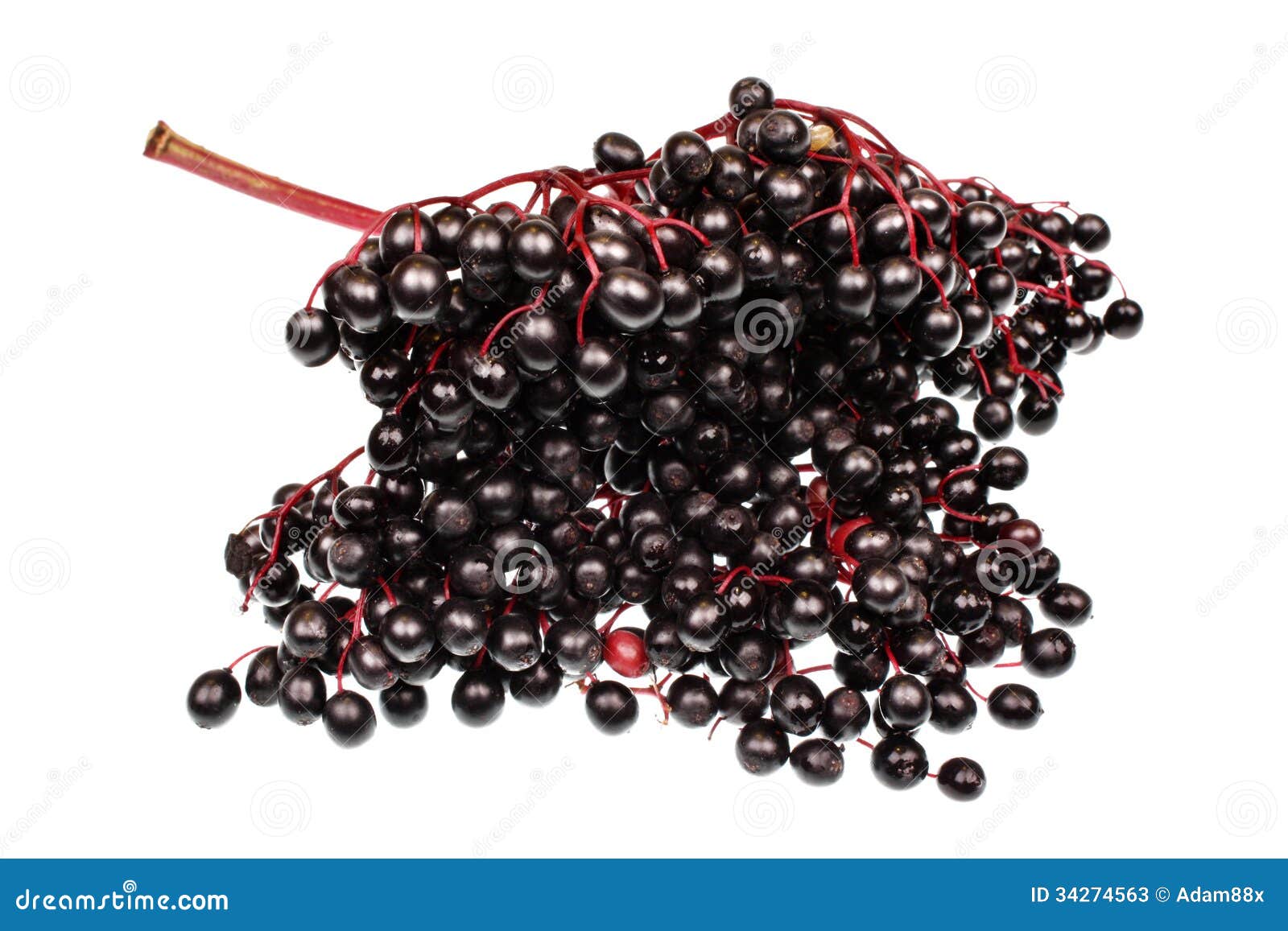 Elderberry stock image. Image of color, illness, green - 34274563