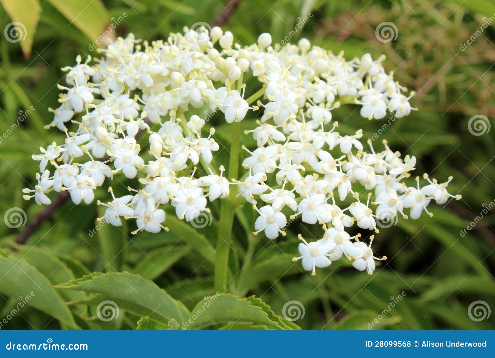 Elderberry Flowers Sambuca Australis Stock Photo - Image of bees ...