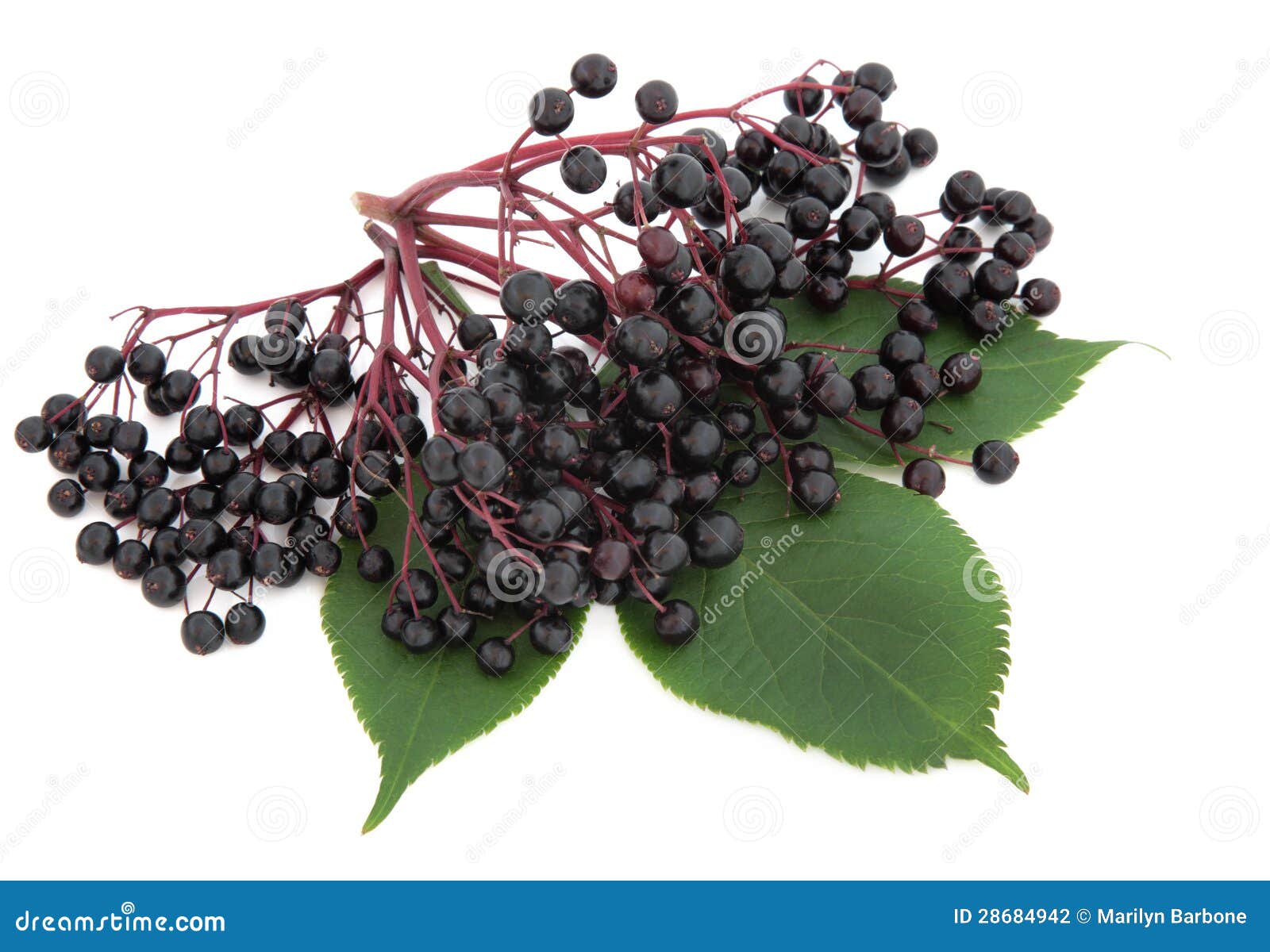 Elderberry Fruit stock photo. Image of leaf, wild, ripe - 28684942