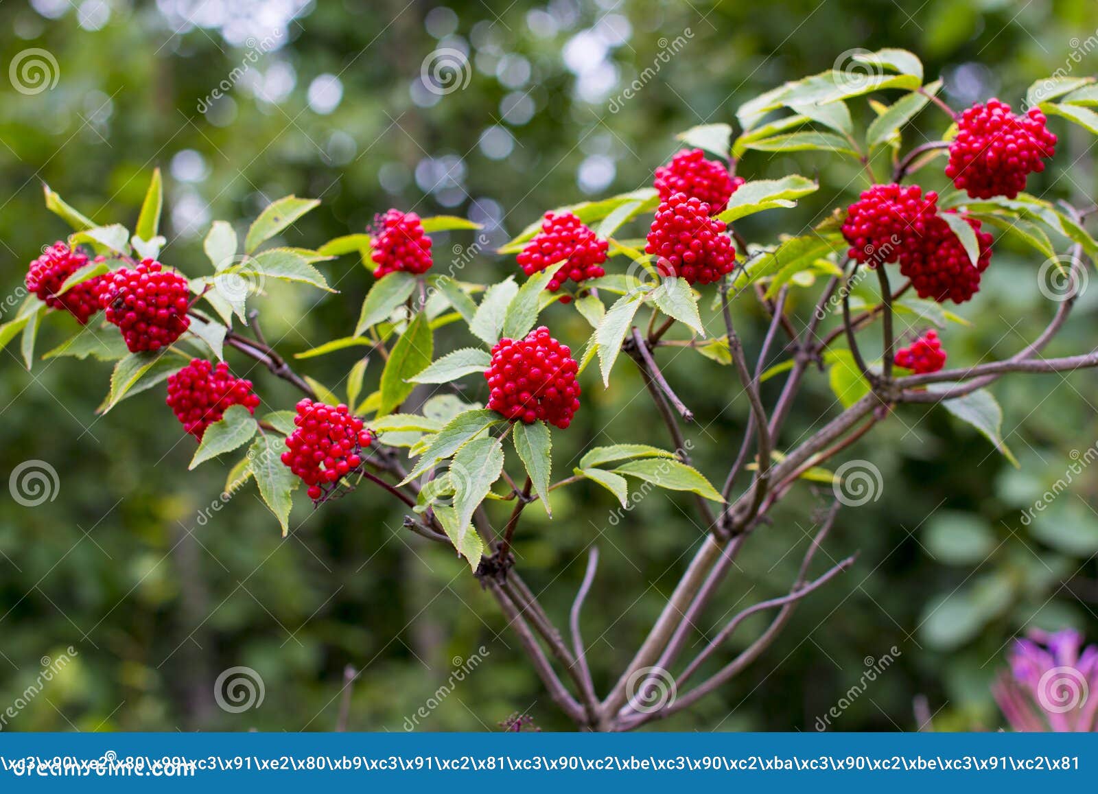Elderberry. Red Berry Growing Stock Photo - Image of flora, tree: 121818530