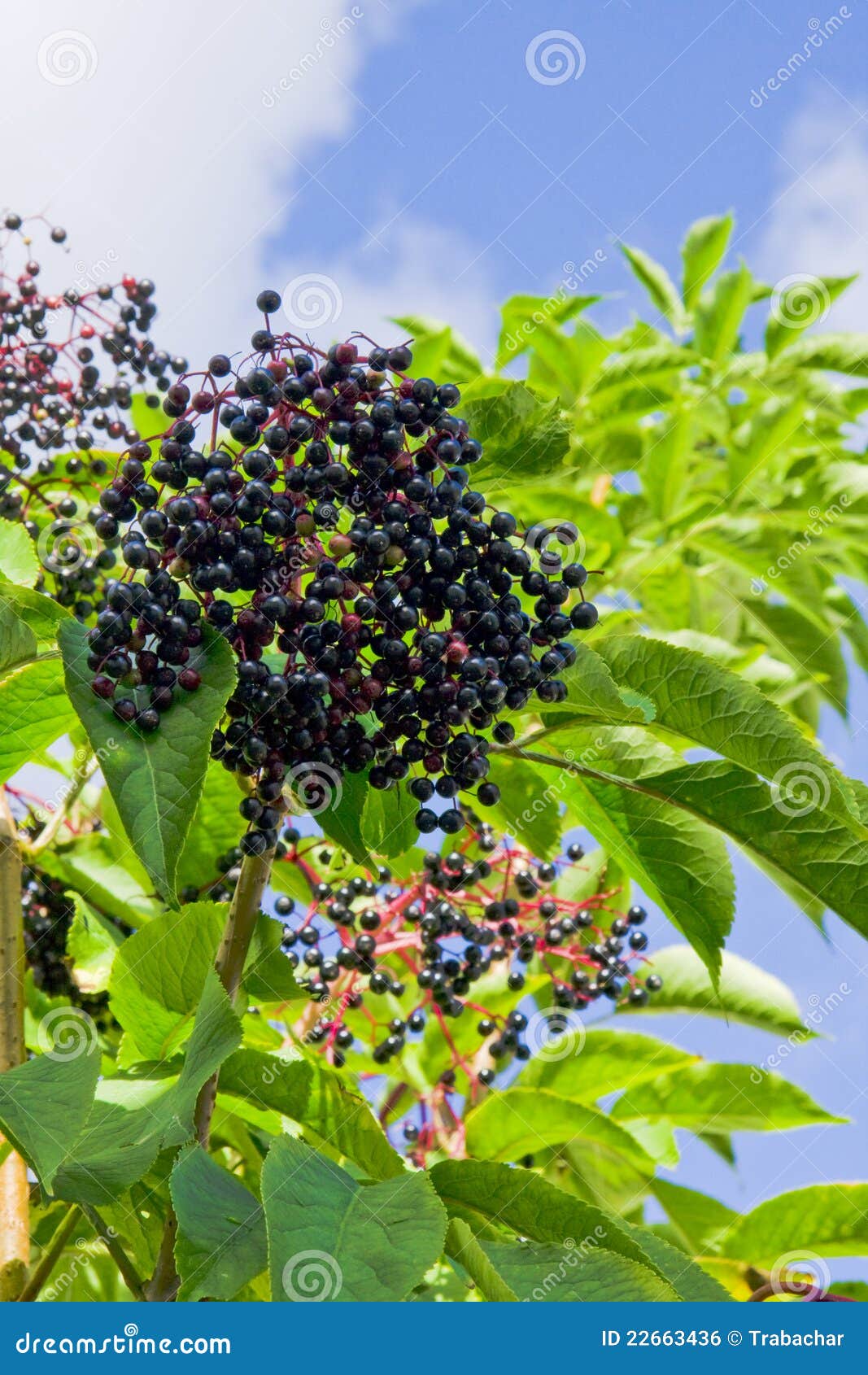 Elderberry shrub stock photo. Image of elderberry, fruity - 22663436
