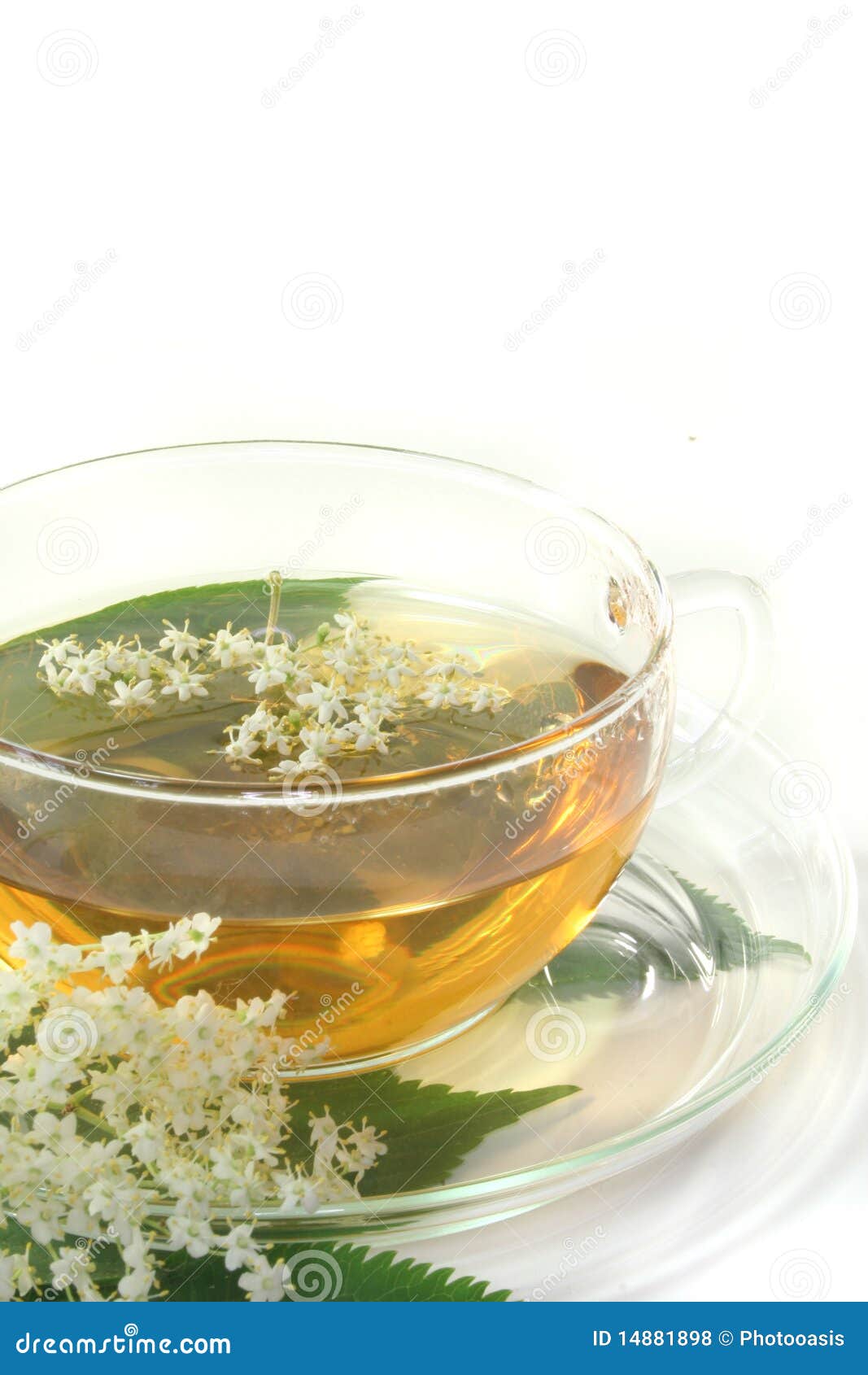 Elderflower tea stock photo. Image of flower, cough, mixture - 14881898