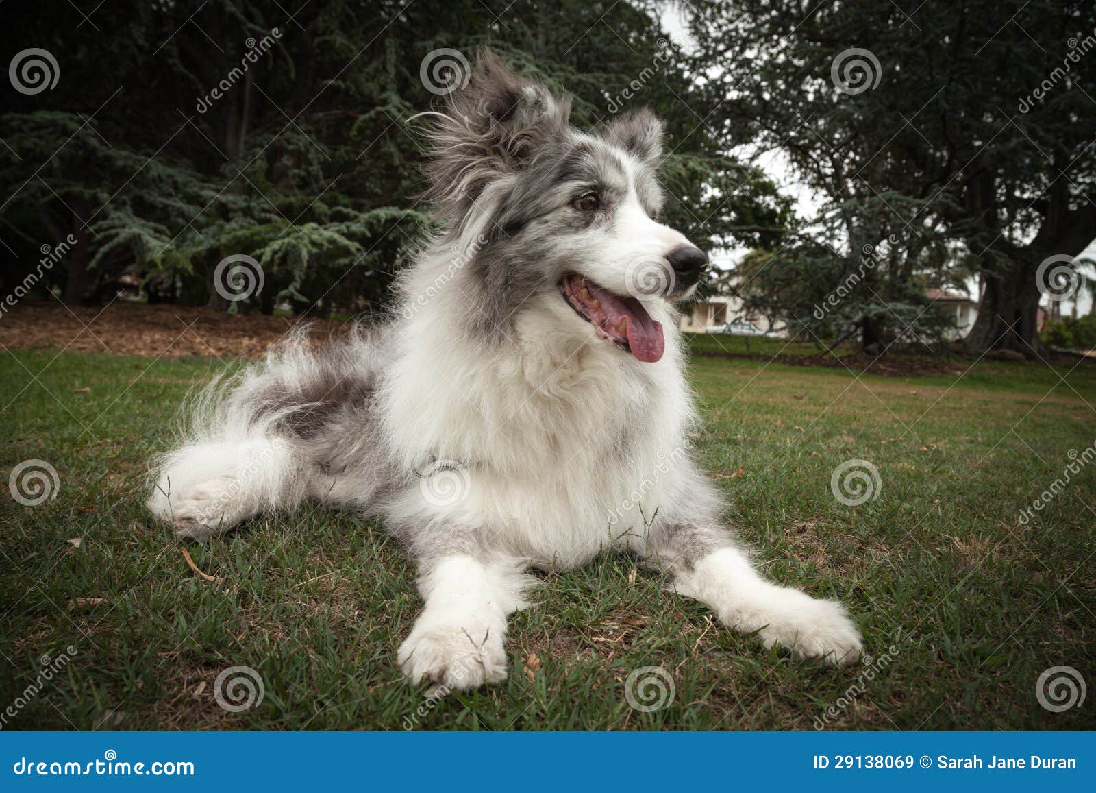 Blue Merle Rough Border Collie