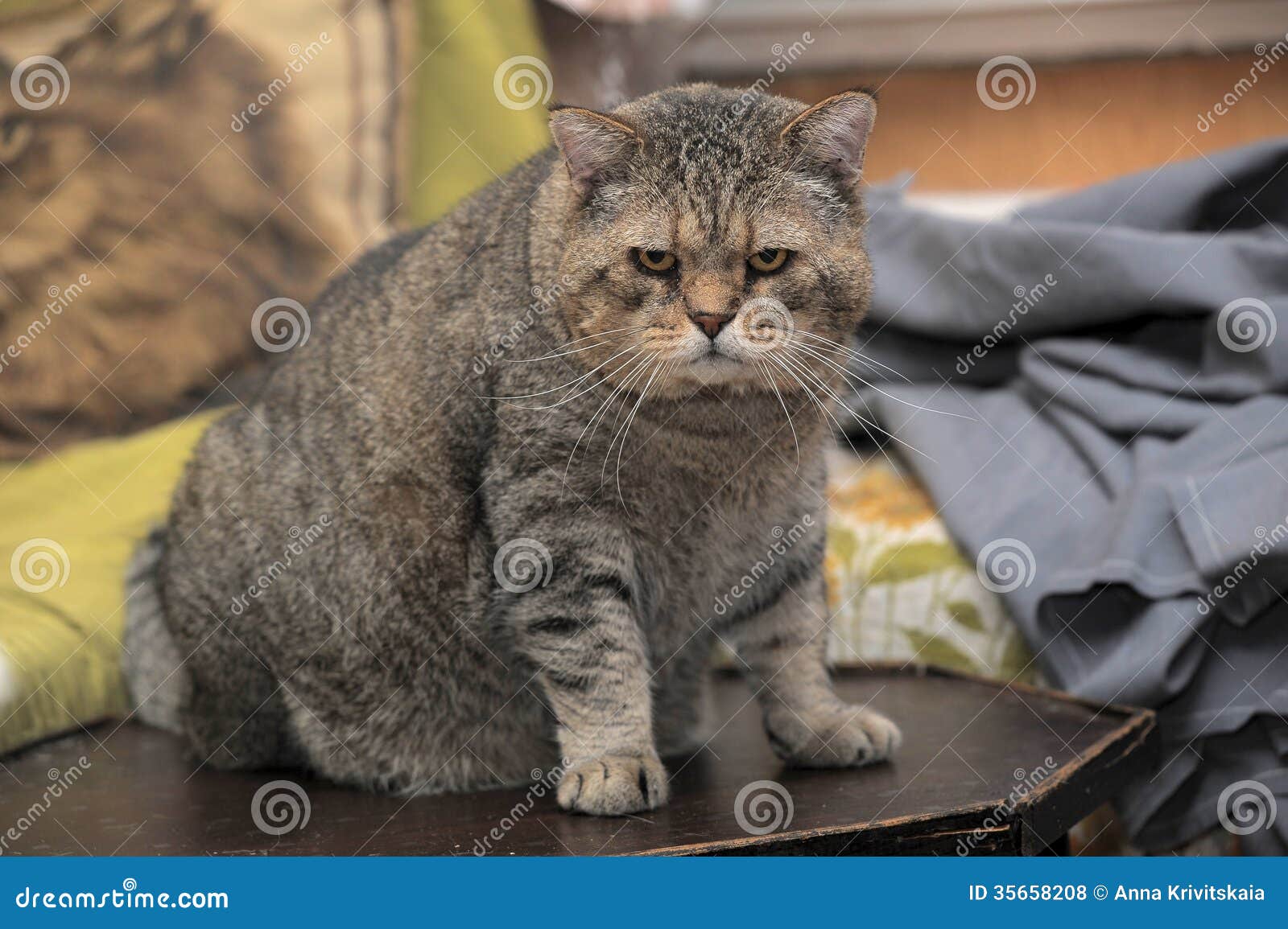 Elderly cat stock photo. Image of close, curious, attentive - 35658208