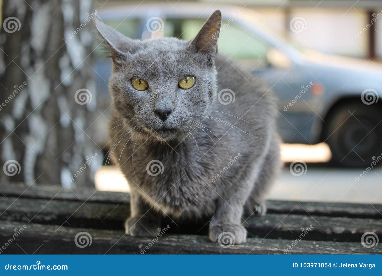 Elderly Cat Portrait stock photo. Image of eyes, gray - 103971054