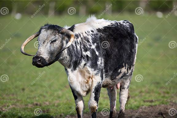 Elderly Cow stock image. Image of manure, rare, masticate - 3438627