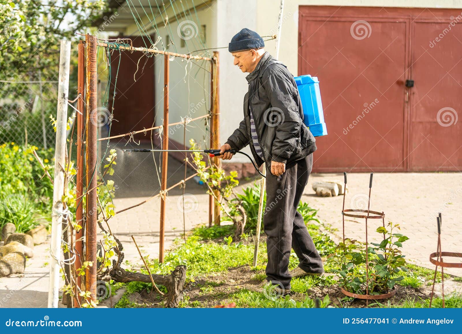 Elderly Farmer Spraying Vineyard from a Hand Pump. Stock Image - Image ...