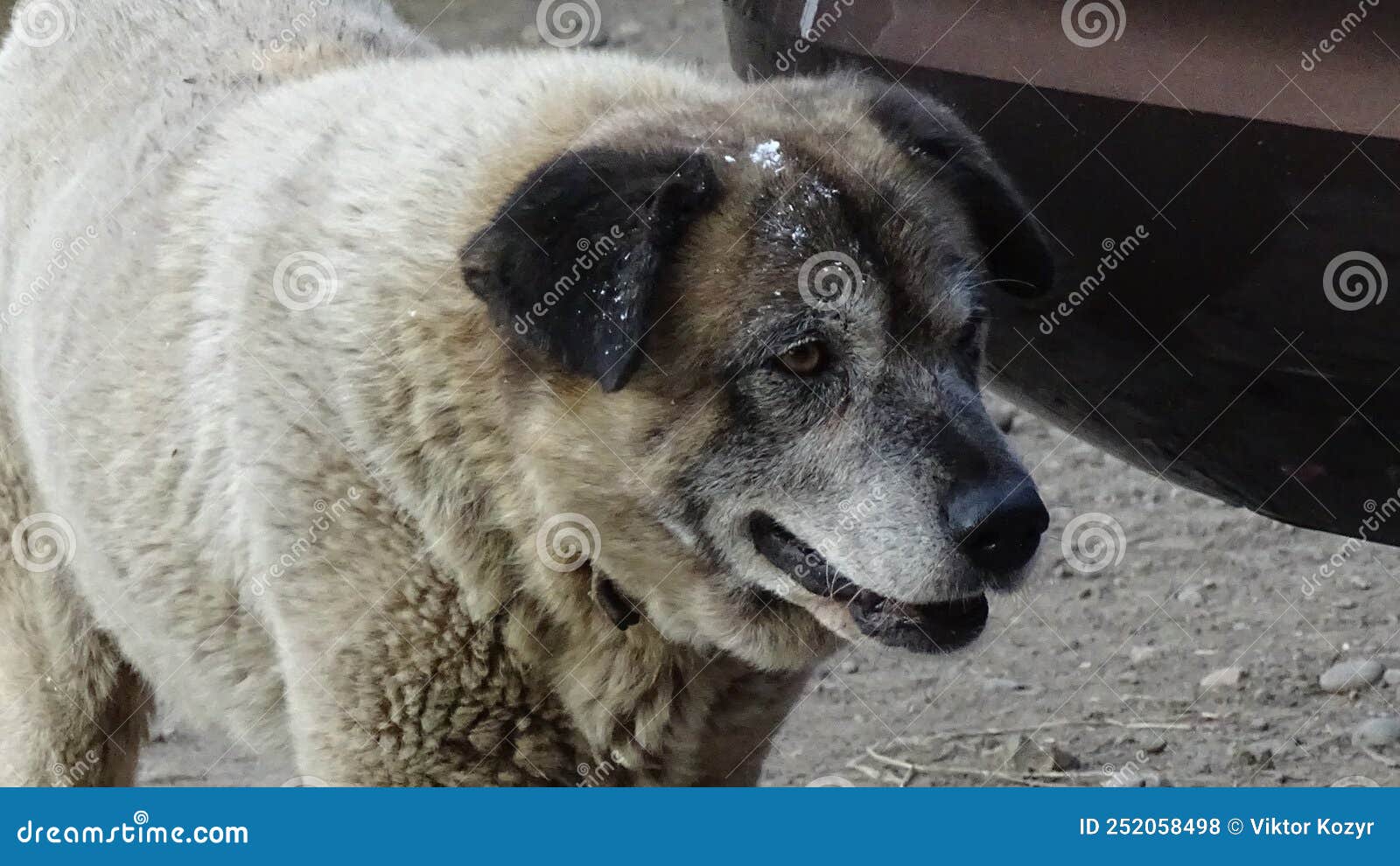 An Elderly Gray Dog with Drooping Ears, Expressive Muzzle. Stock Photo ...