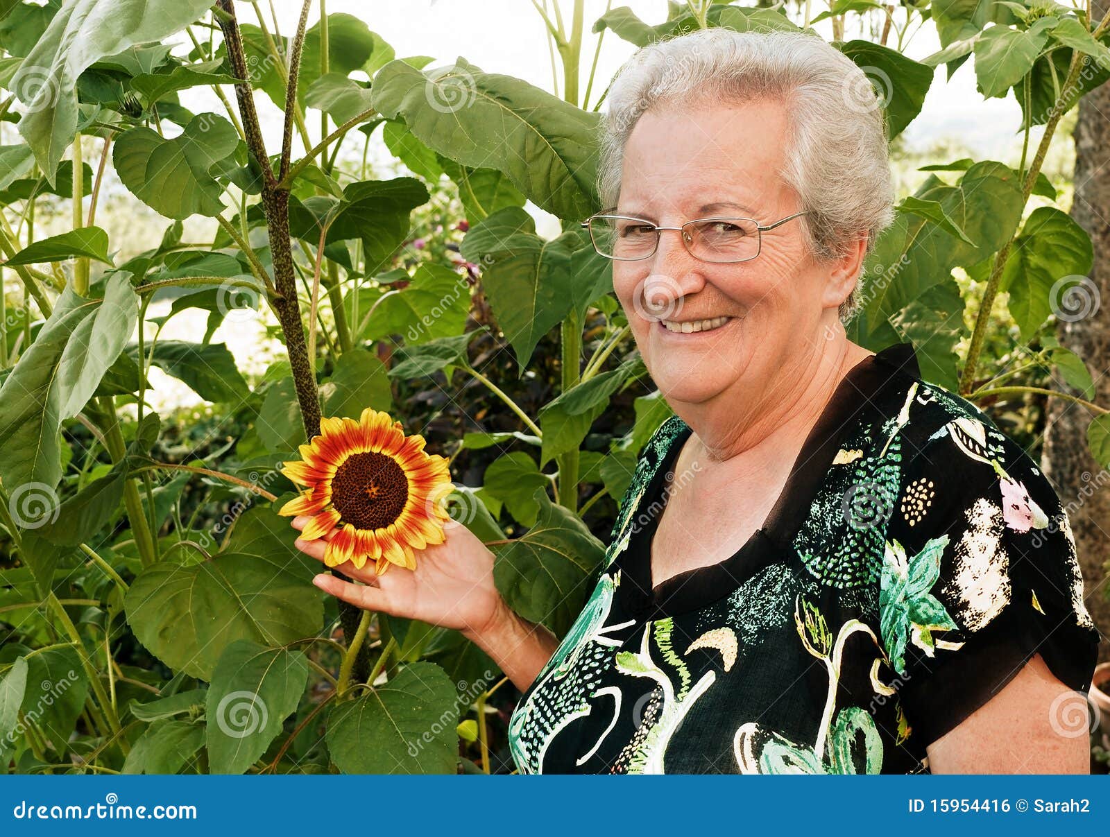 Elderly Lady with Sunflower Stock Photo - Image of happy, aging: 15954416