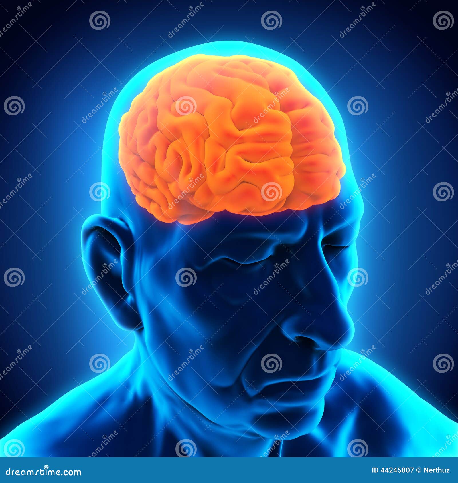 Elderly Male Brain Anatomy Stock Photo | CartoonDealer.com #53560920