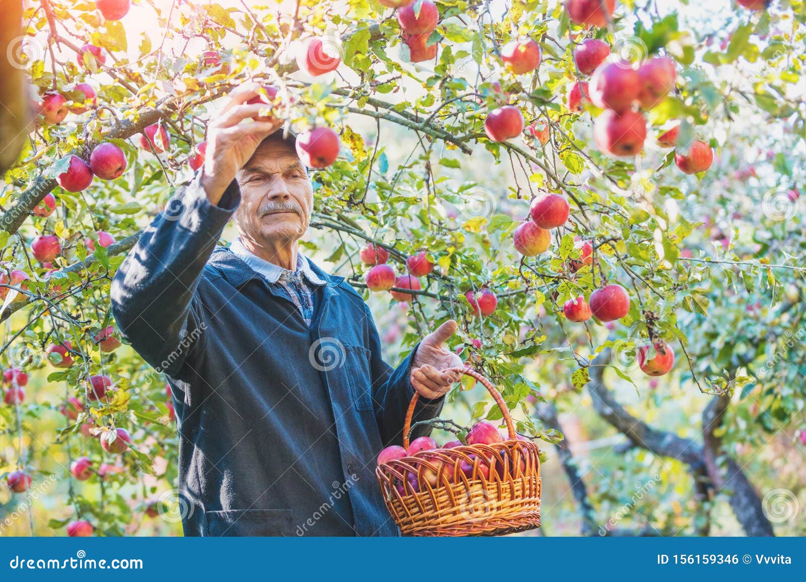 Elderly Man Harvesting Apples in the Orchard Stock Photo - Image of ...