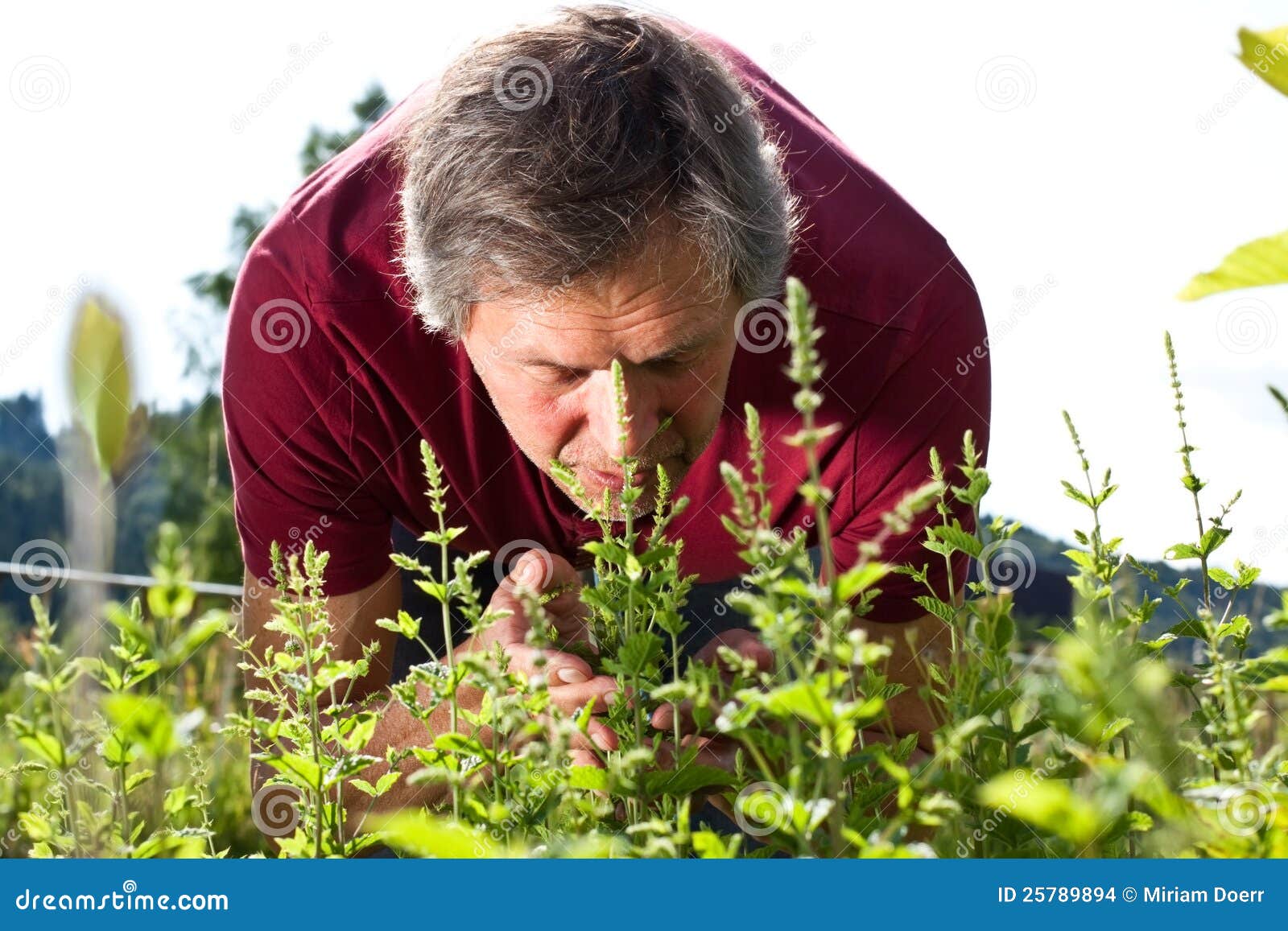 Elderly Man in His Garden Smells on Peppermint Stock Photo - Image of ...