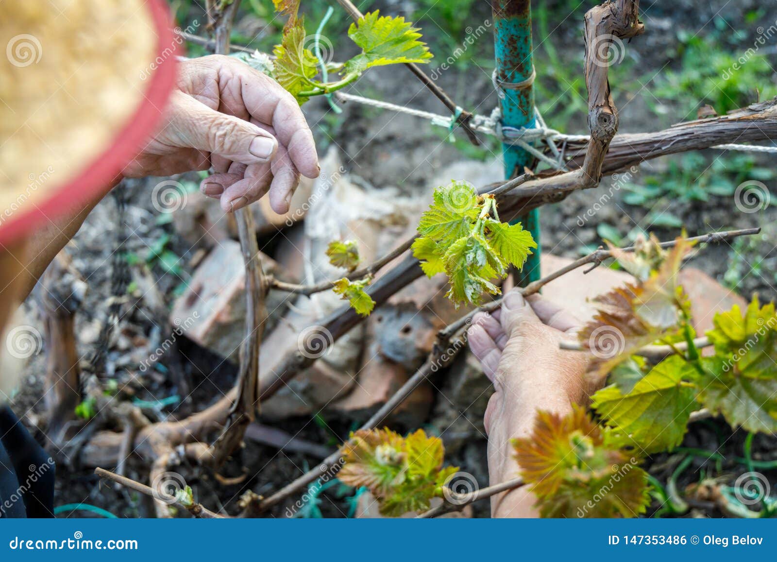 Elderly Man Holds a Grape Branch in Wrinkled Hands Stock Photo - Image ...