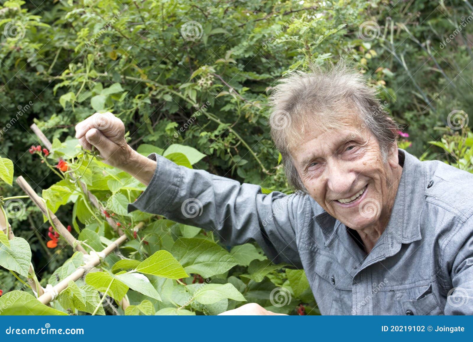 Elderly Man Looking at Runner Beans Stock Photo - Image of hair ...