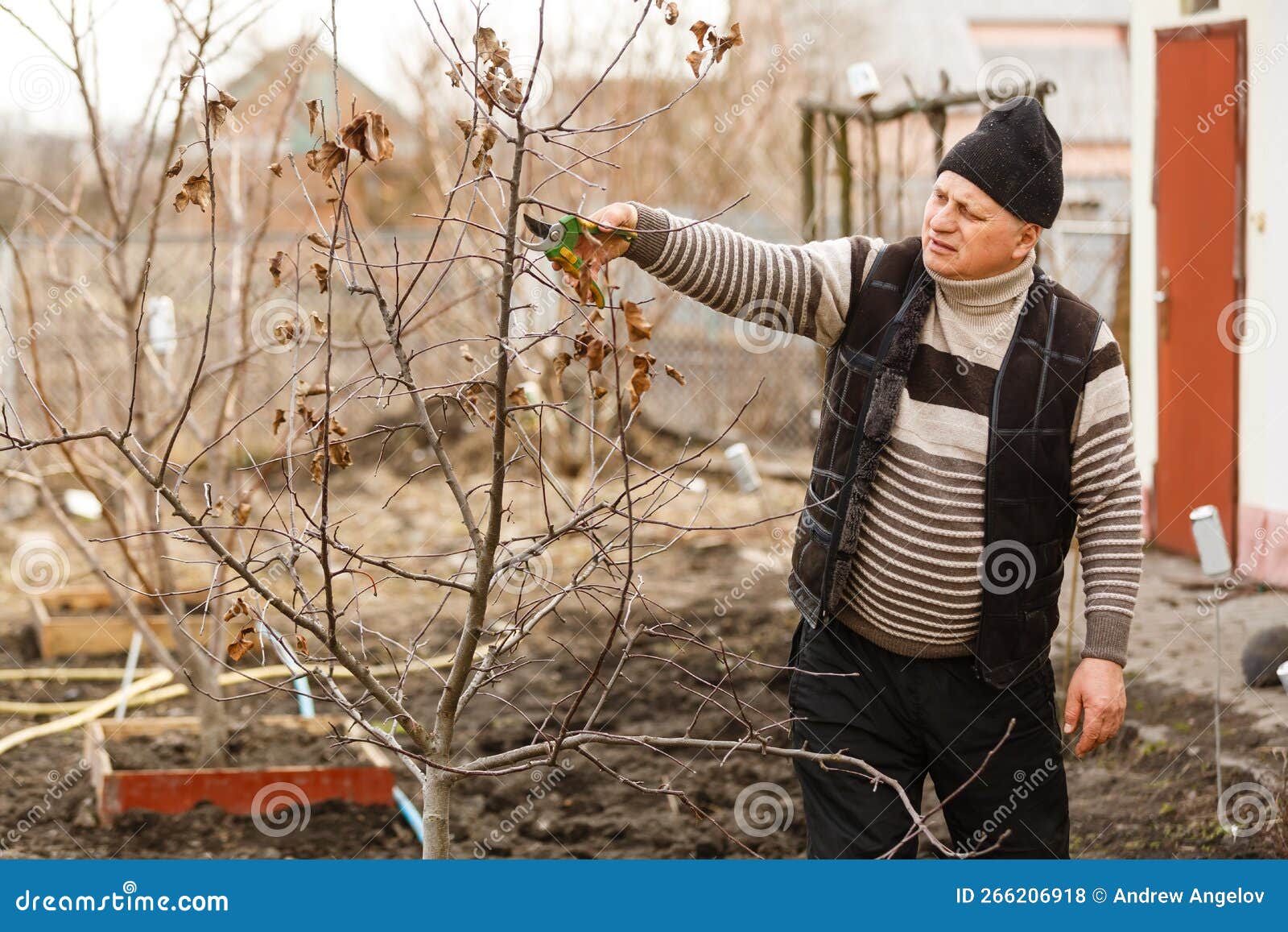 Elderly Man Pruning Trees with Scissors Stock Photo - Image of forest ...