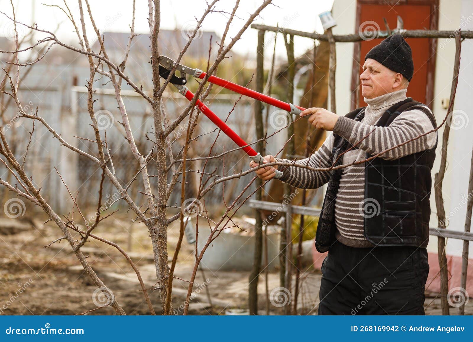 Elderly Man Pruning Trees with Scissors Stock Photo - Image of adult ...