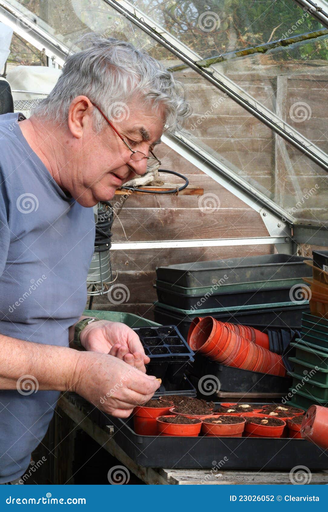 Elderly Man Sowing Seeds in Greenhouse. Stock Photo - Image of bean ...