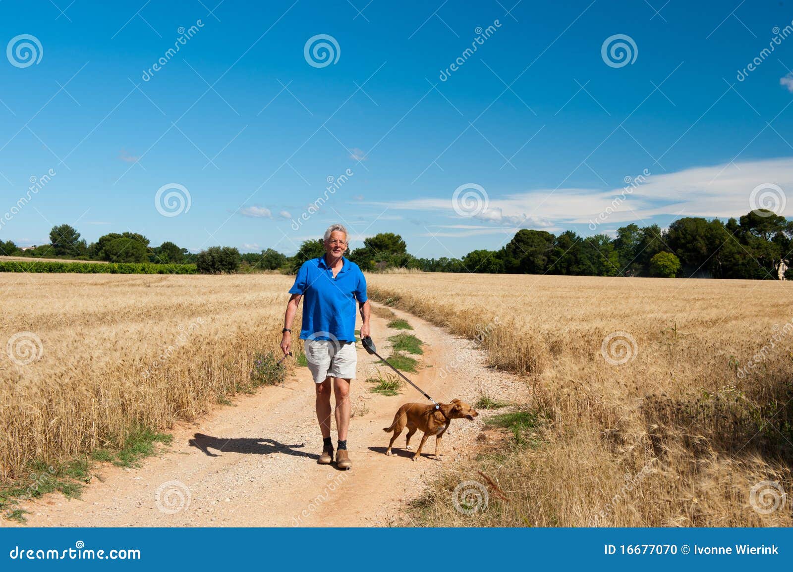 Elderly Man is Walking the Dog Stock Photo - Image of active, nature ...