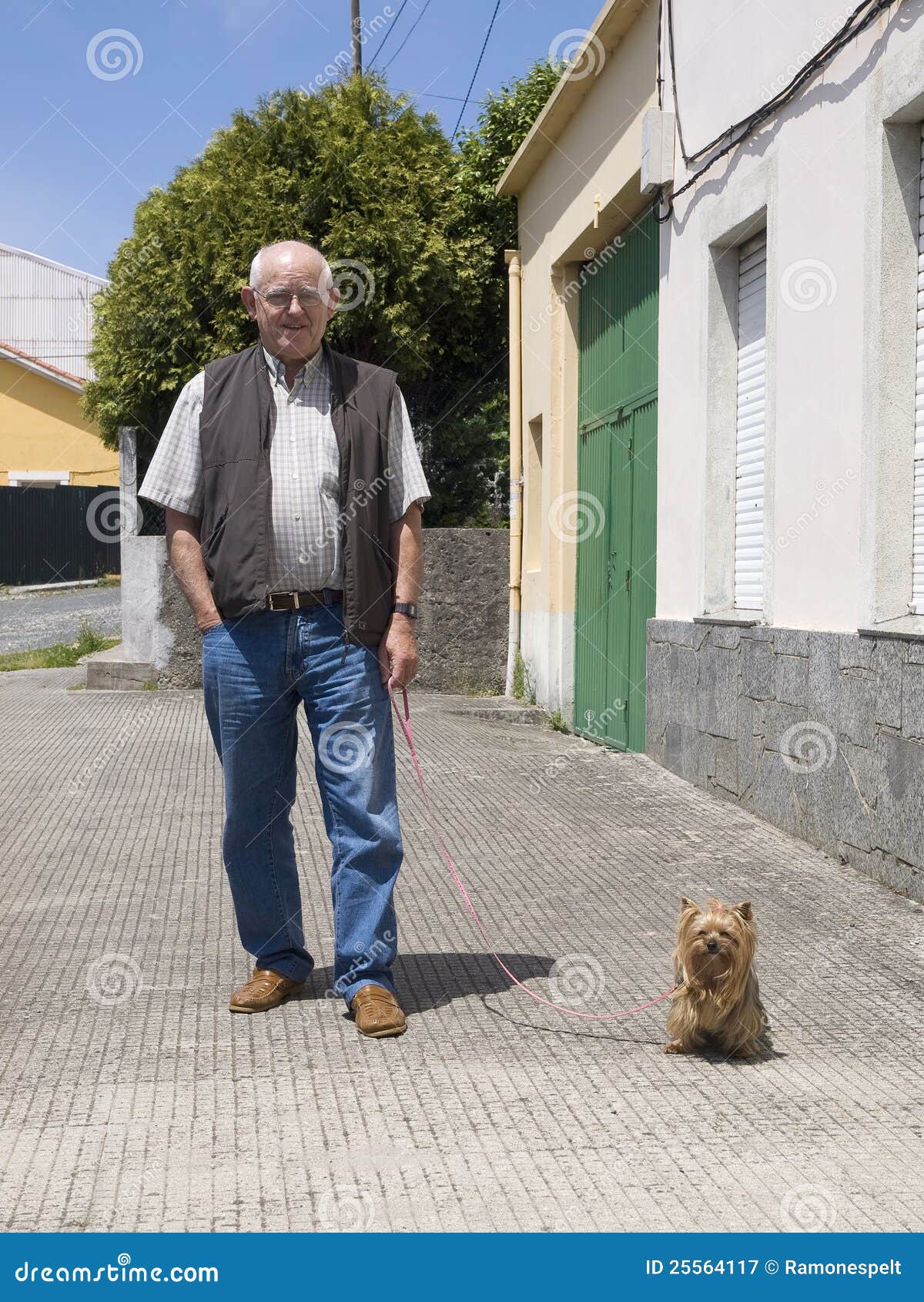 Elderly man walking a dog stock image. Image of walking - 25564117