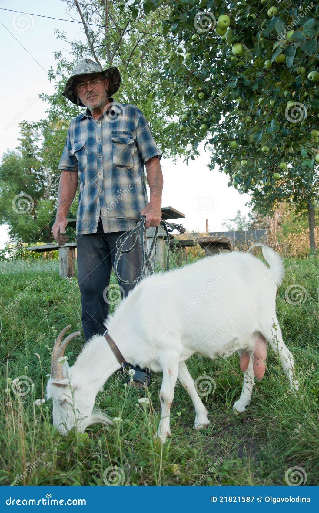 An Elderly Man with a White Goat Stock Image - Image of land, animal ...