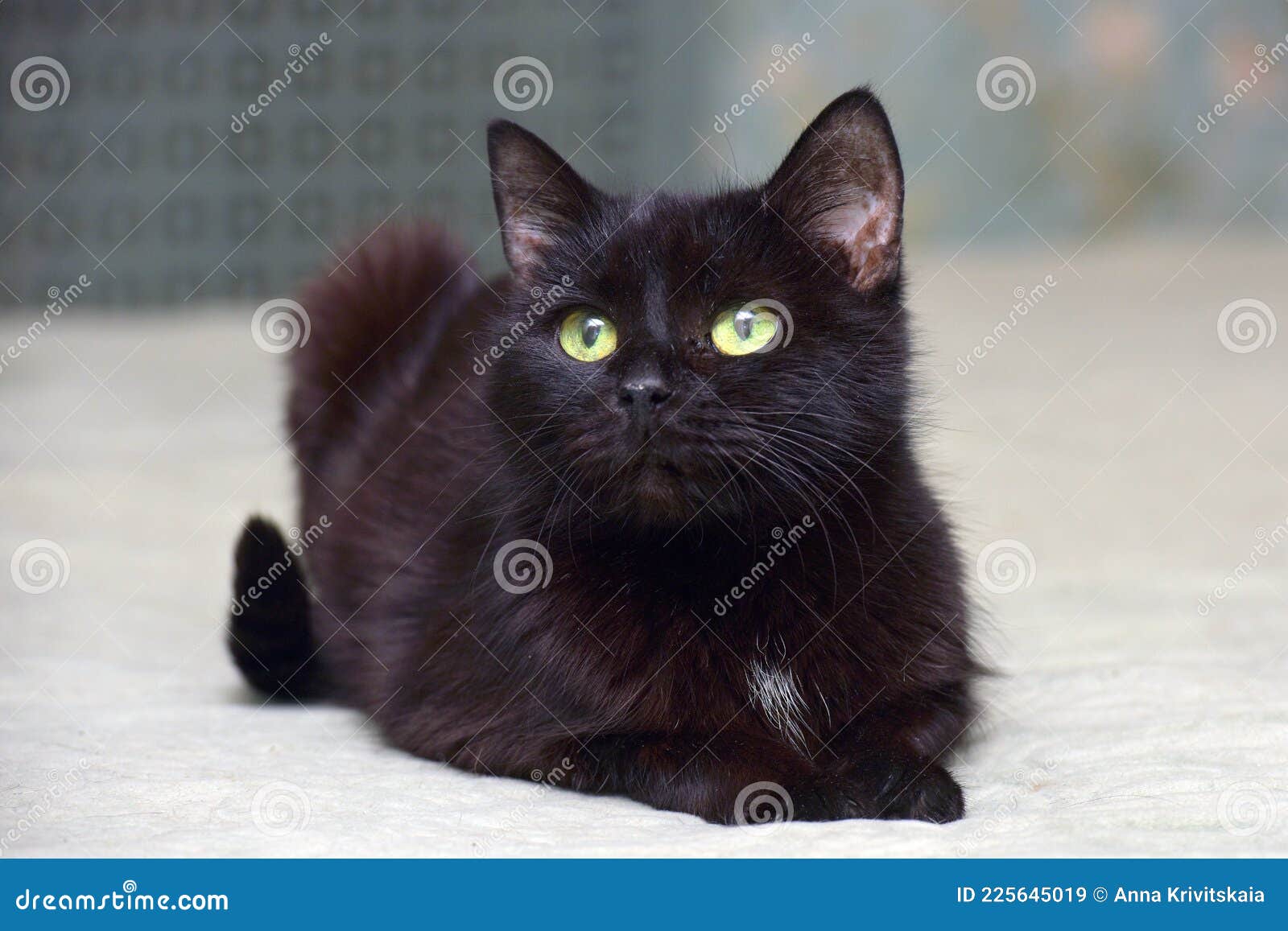 Elderly Old Black Cat Lies on the Couch Stock Image - Image of kitty ...
