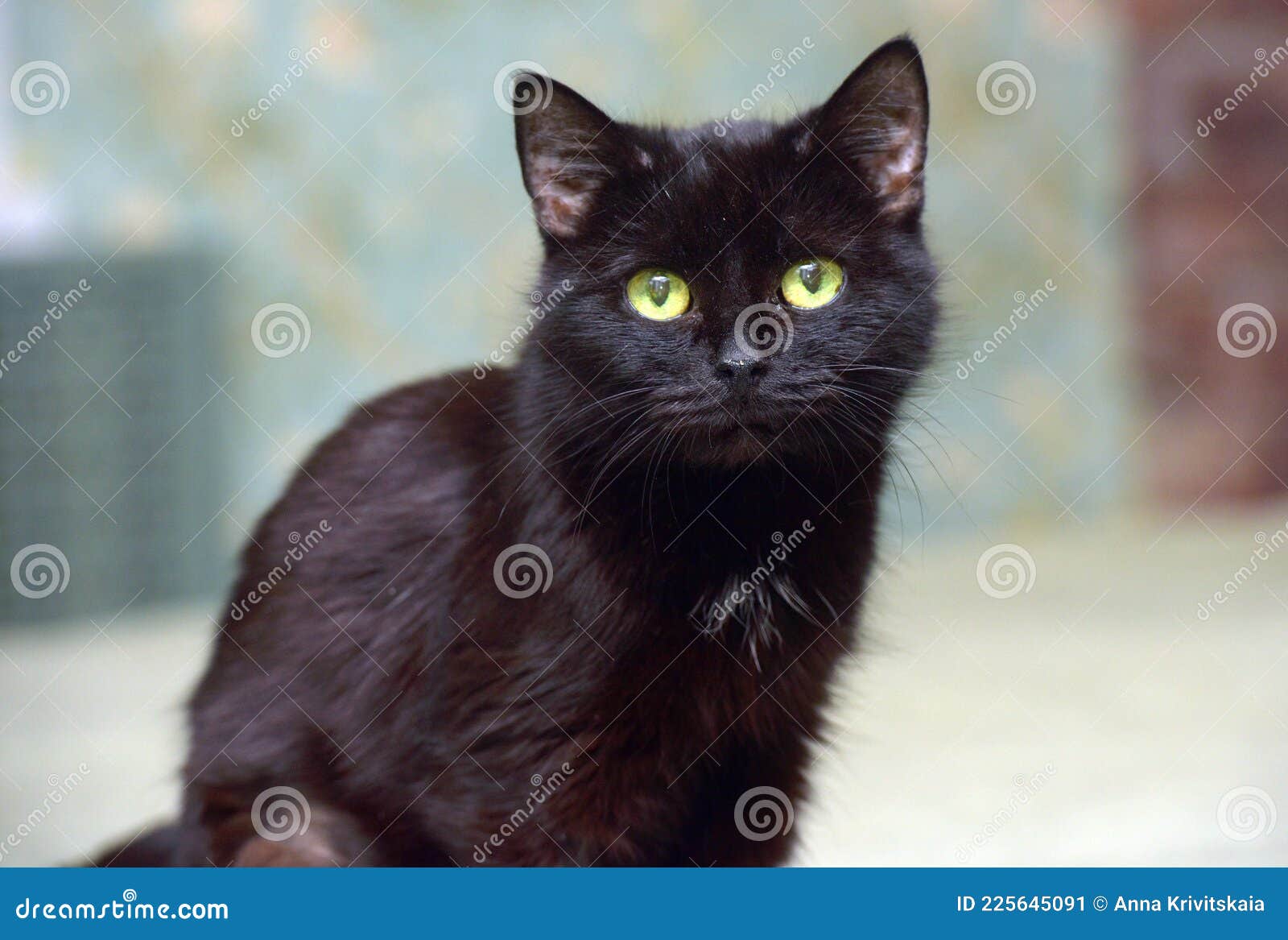 Elderly Old Black Cat Lies on the Couch Stock Image - Image of irate ...