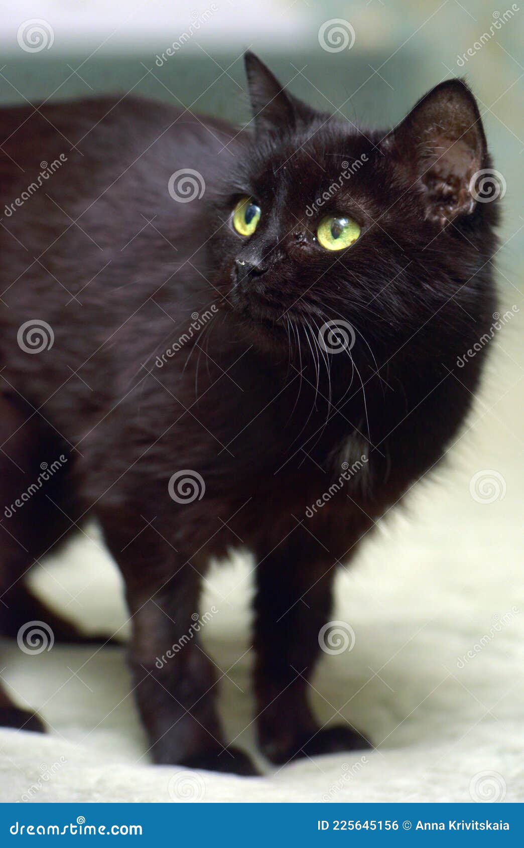 Elderly Old Black Cat Lies on the Couch Stock Photo - Image of cozy ...