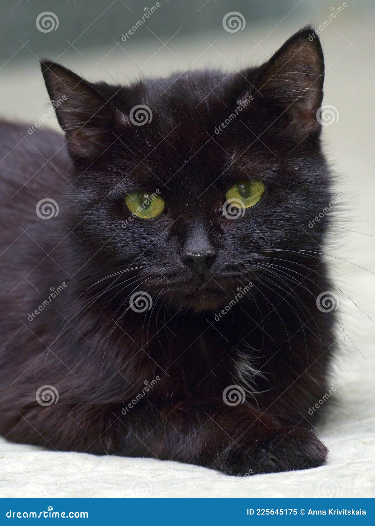 Elderly Old Black Cat Lies on the Couch Stock Image - Image of close ...