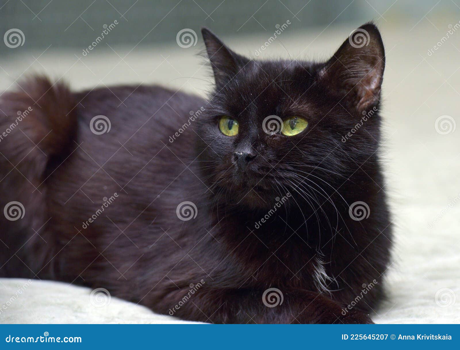 Elderly Old Black Cat Lies on the Couch Stock Image - Image of kitty ...
