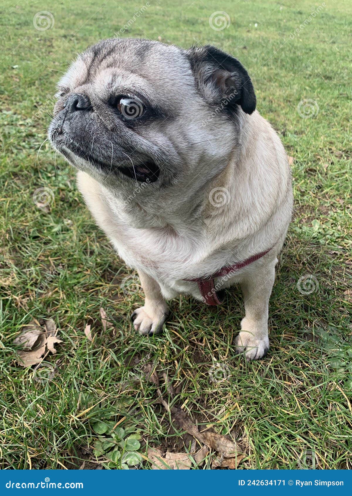 Pug dog sat outside stock image. Image of green, puggy - 242634171