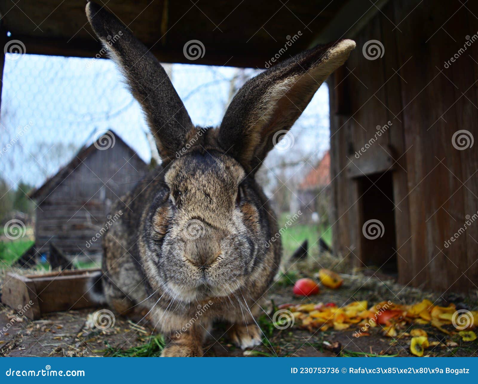 Elderly rabbit stock photo. Image of sheep, wildlife - 230753736