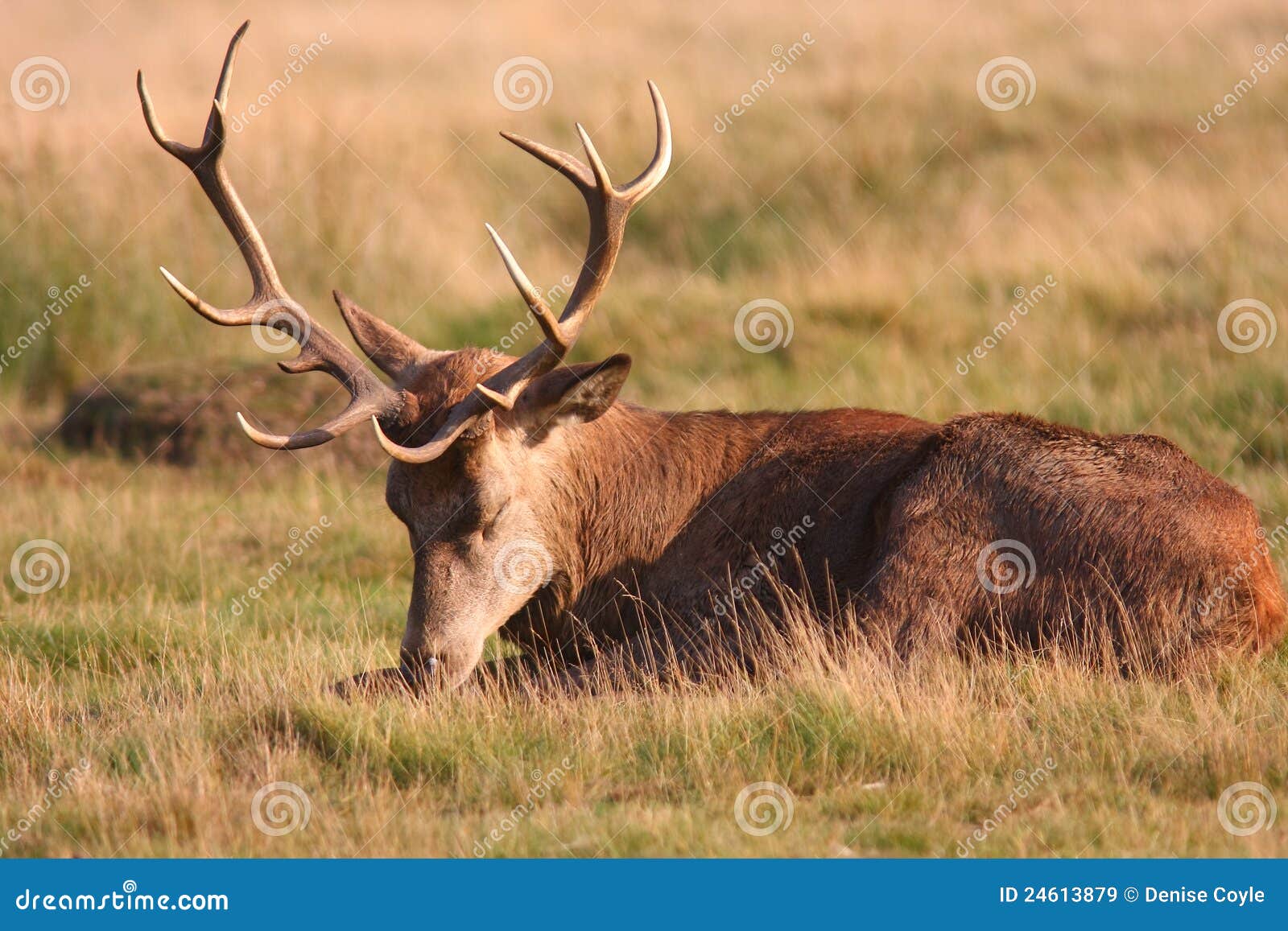 Elderly sleeping red deer. stock image. Image of rest - 24613879
