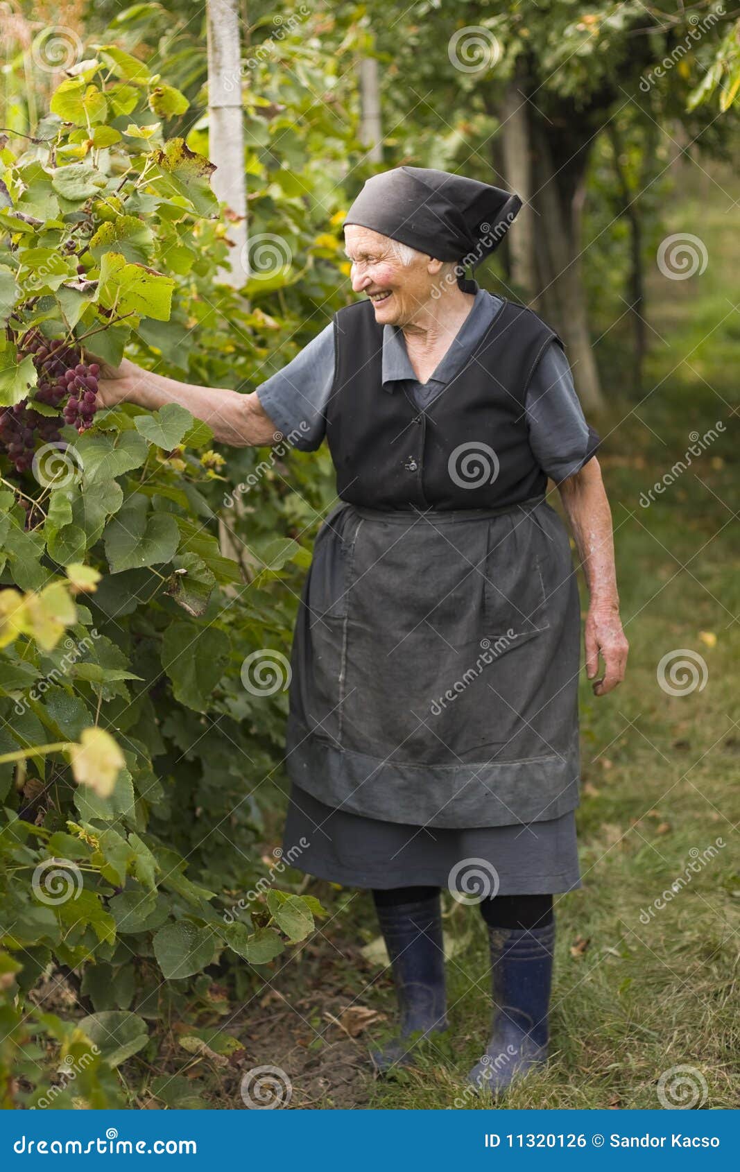 Elderly woman in garden stock photo. Image of retirement - 11320126