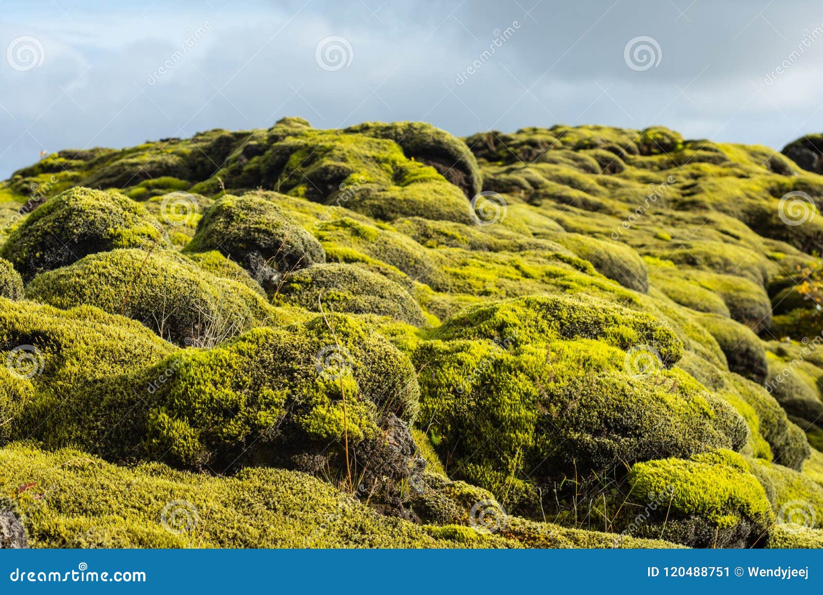 Eldhraun - Moss Fields, Iceland Stock Image - Image of iceland, explore ...