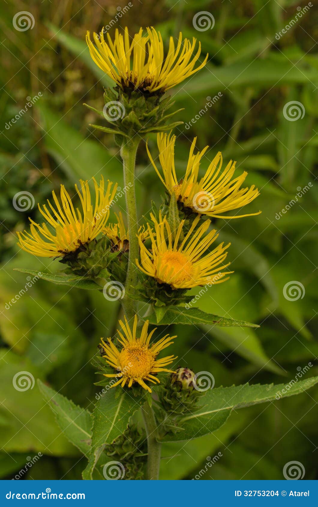 Elecampane stock photo. Image of elecampane, close, medical - 32753204