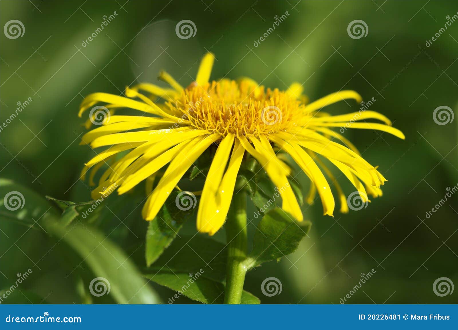 Elecampane flower stock image. Image of medical, herb - 20226481