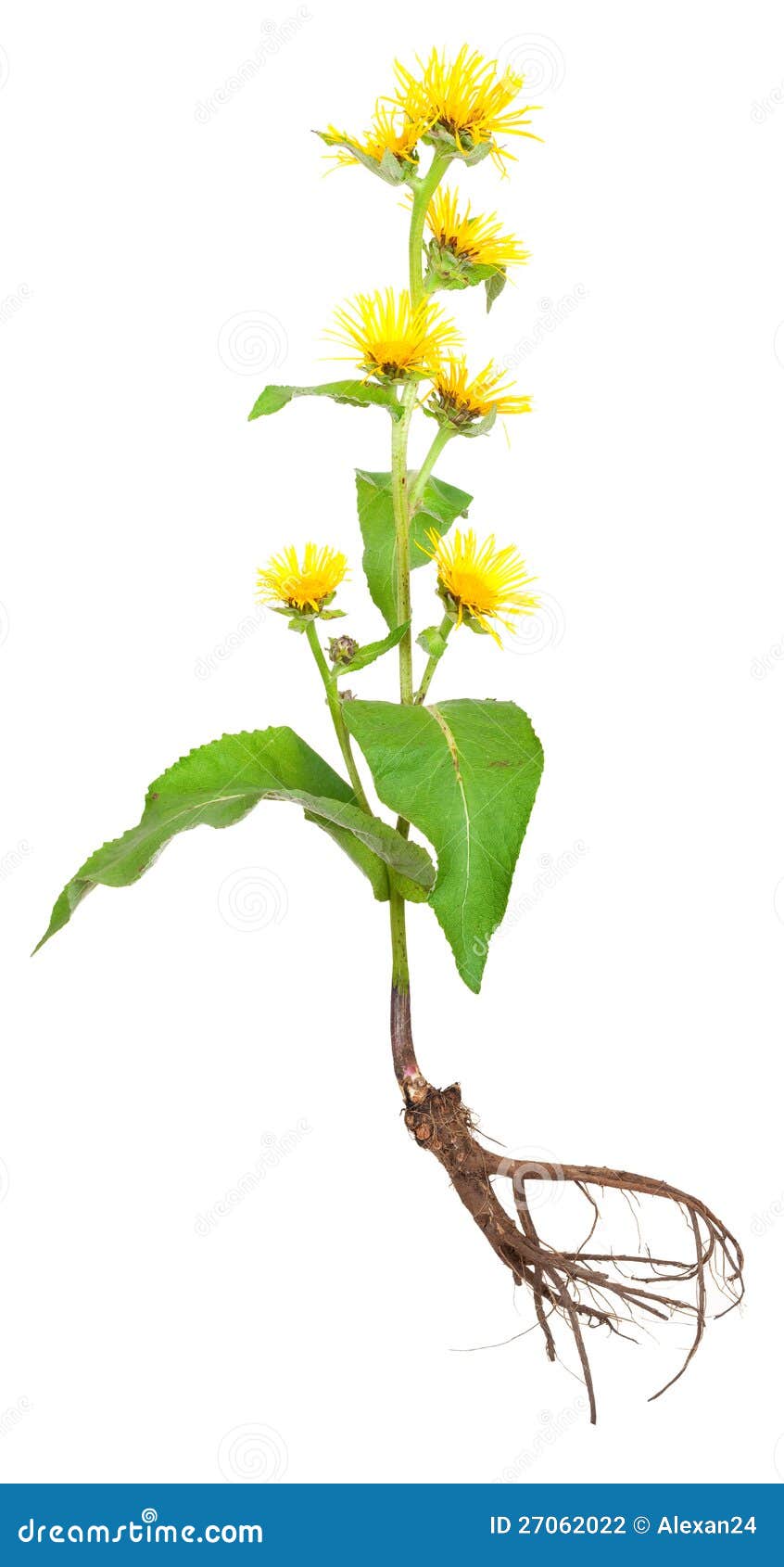Elecampane (Inula Helenium) Stock Photo - Image of nature, petal: 27062022